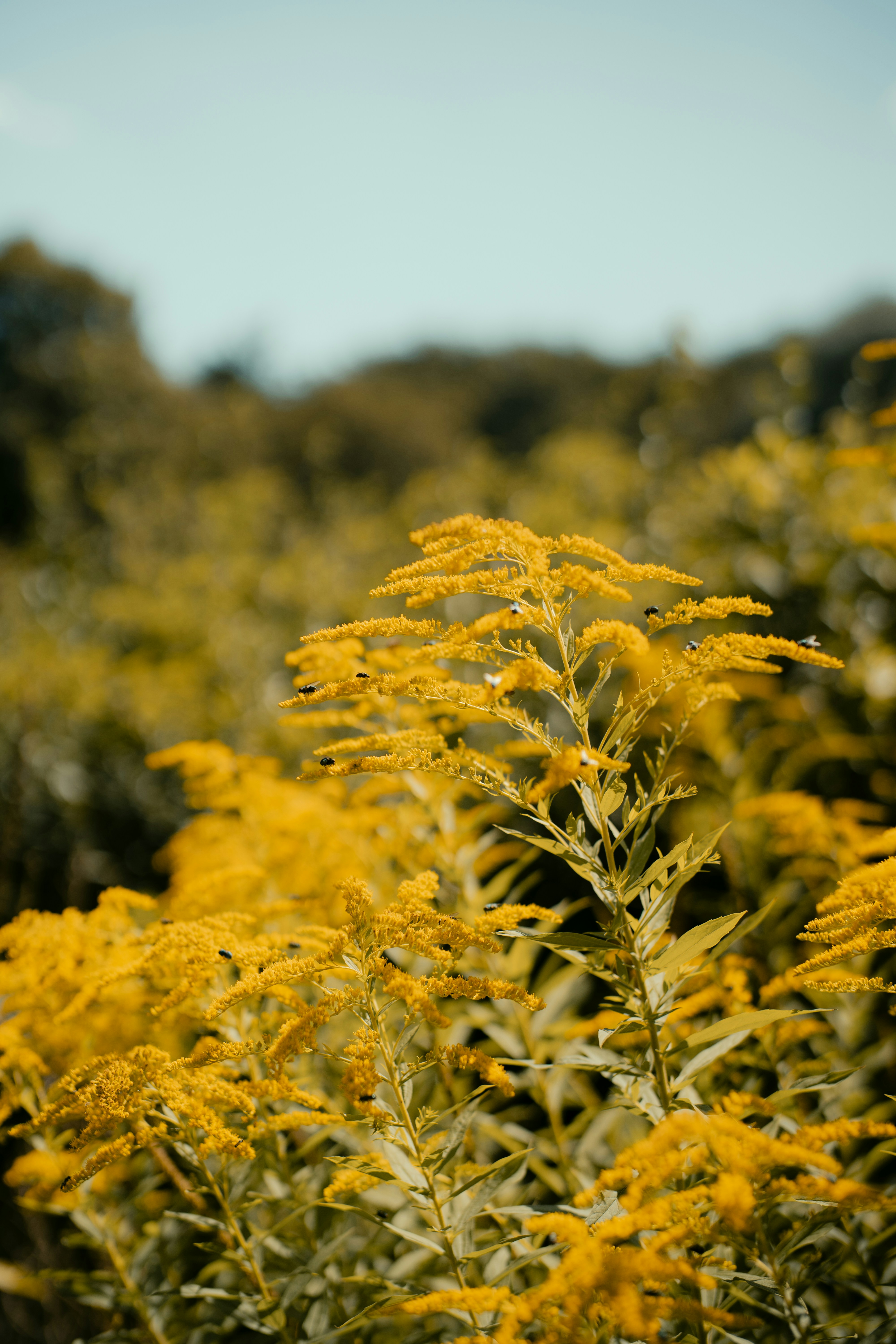 Golden Blooms in Focus: A Field of Tender Yellow