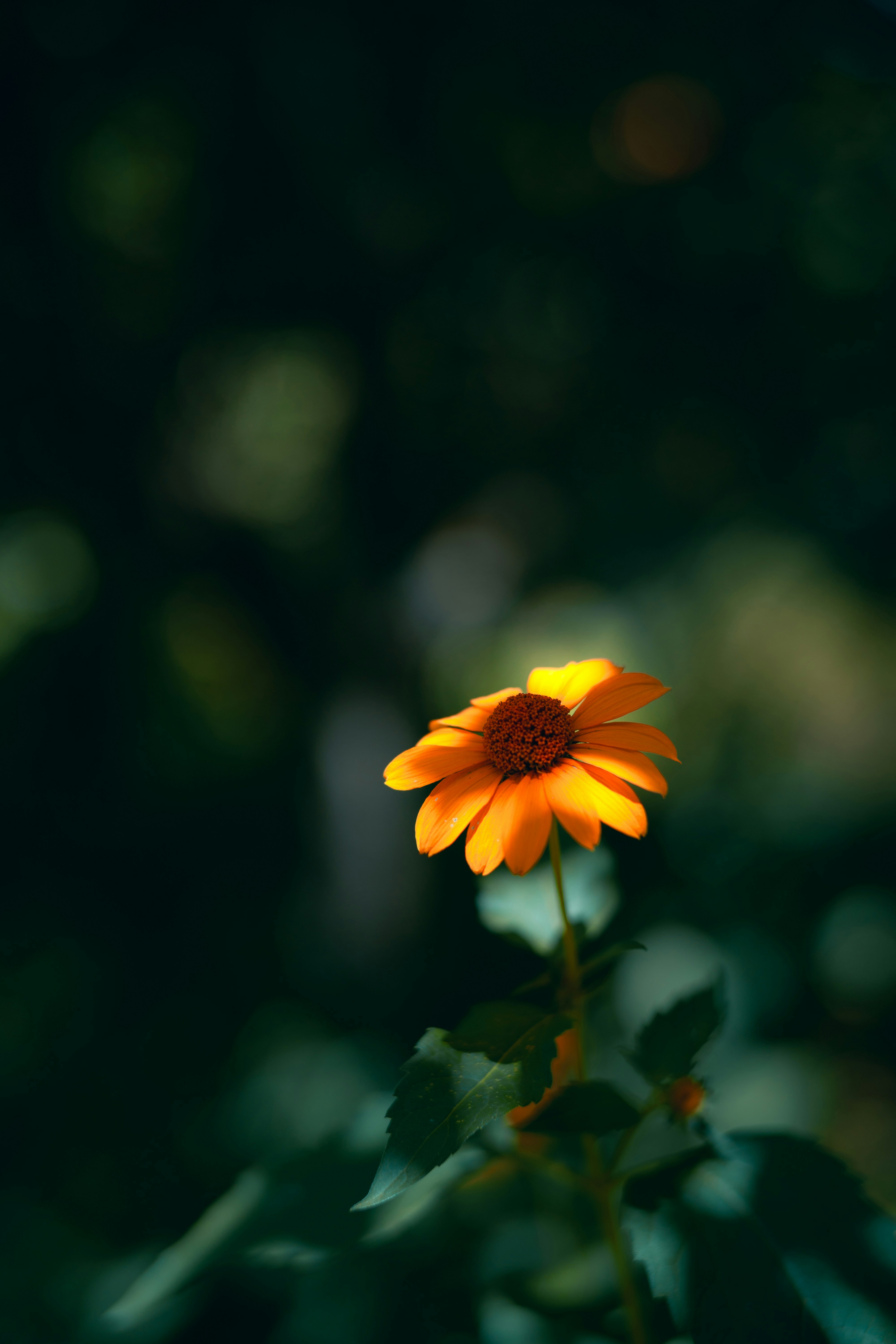 Orange Blossom Standalone: A Sunlit Flower Against a Velvet Green Blur