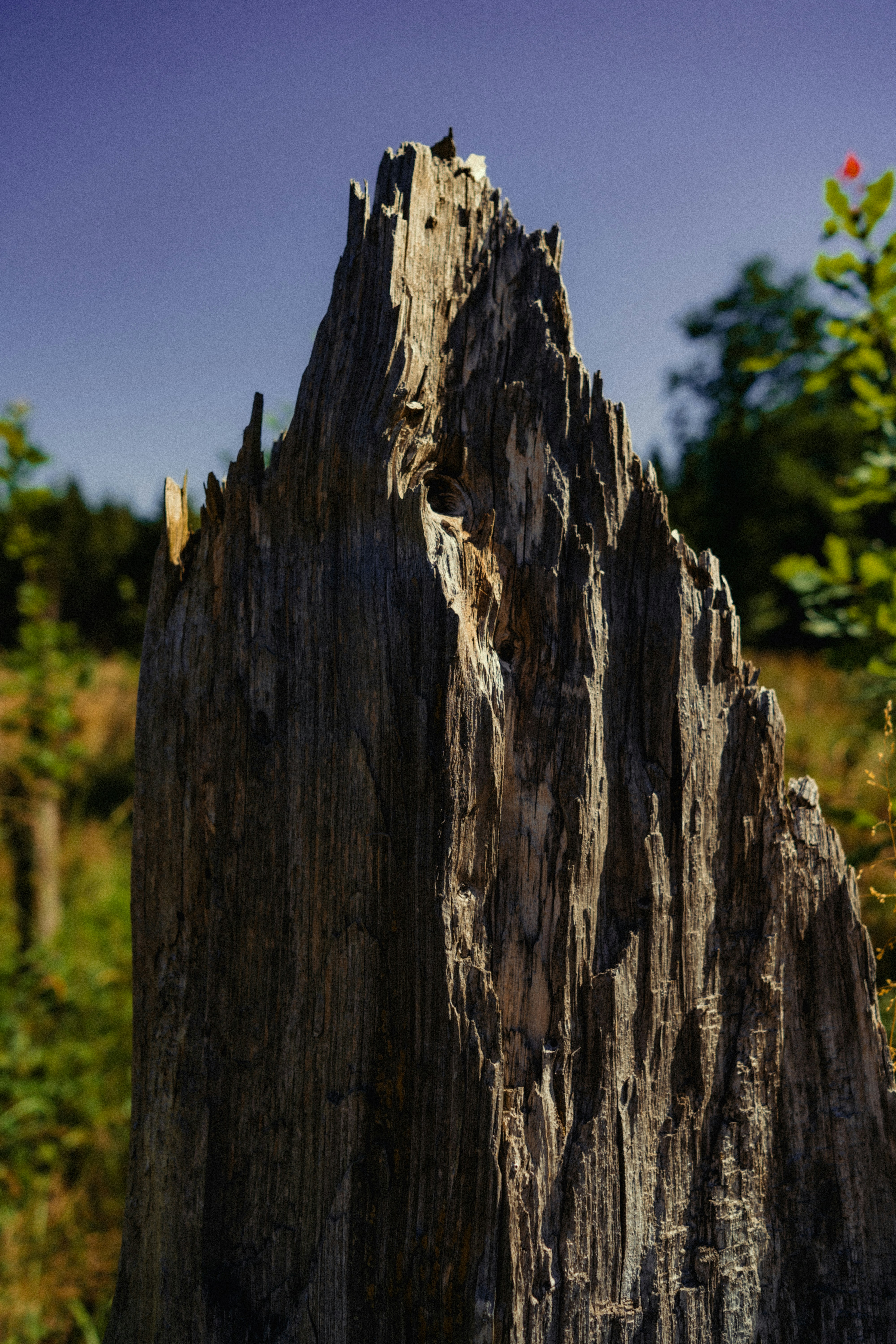 Weathered Crown: An Ancient Log Standing against a Quiet Field
