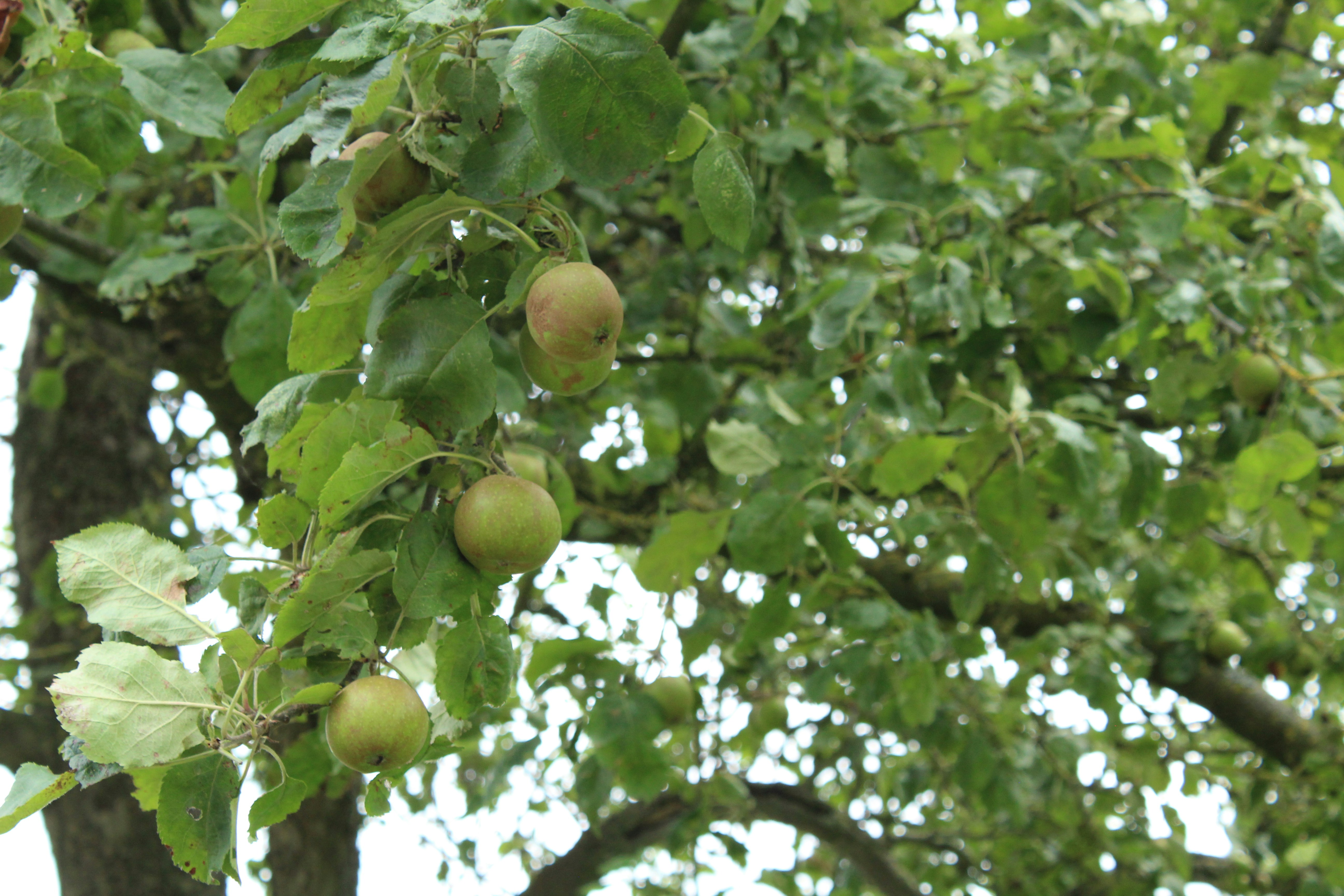 Orchard Ripples: Apple Trees in Bloom
