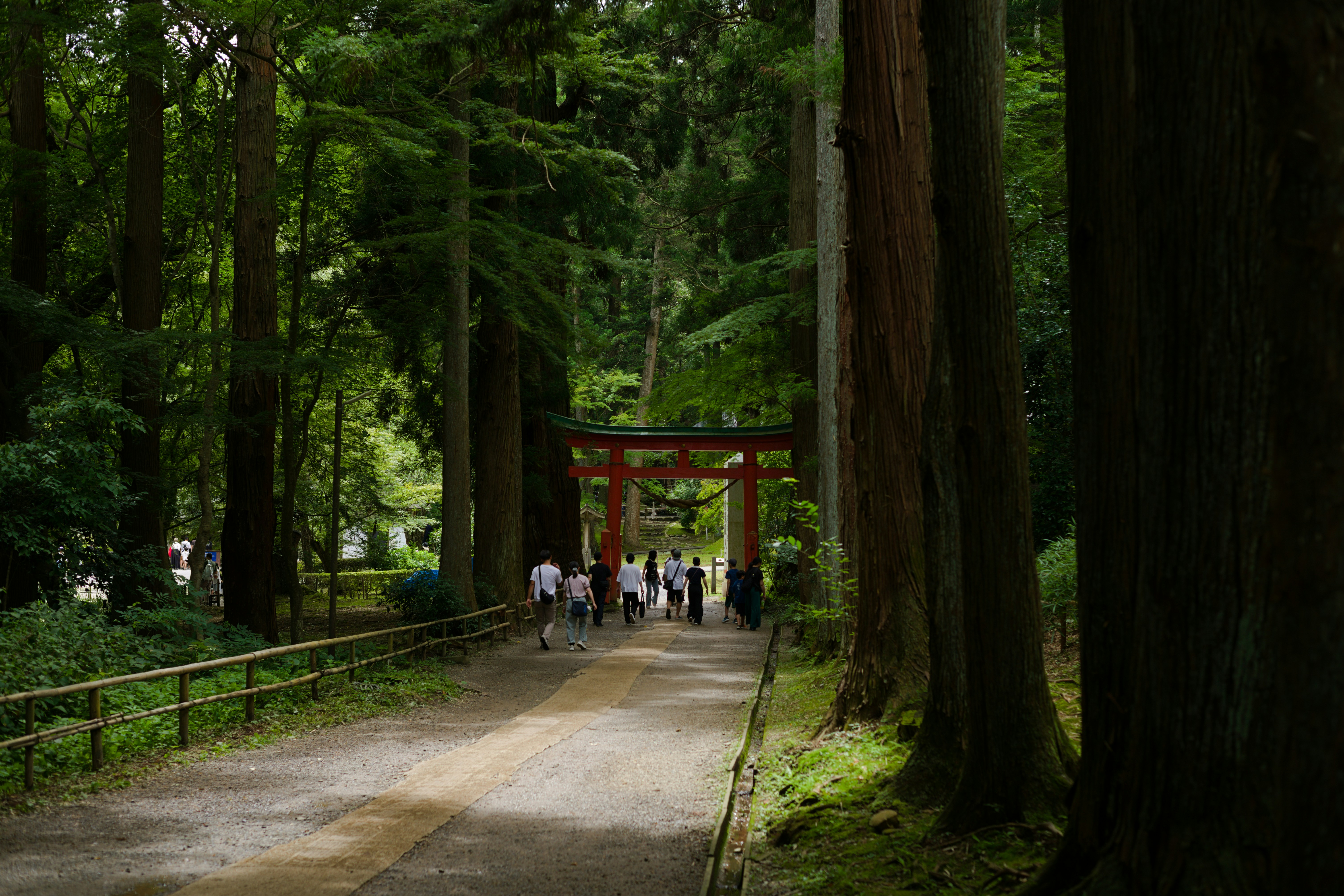 Red Torii Gate Framed by a Forest Path