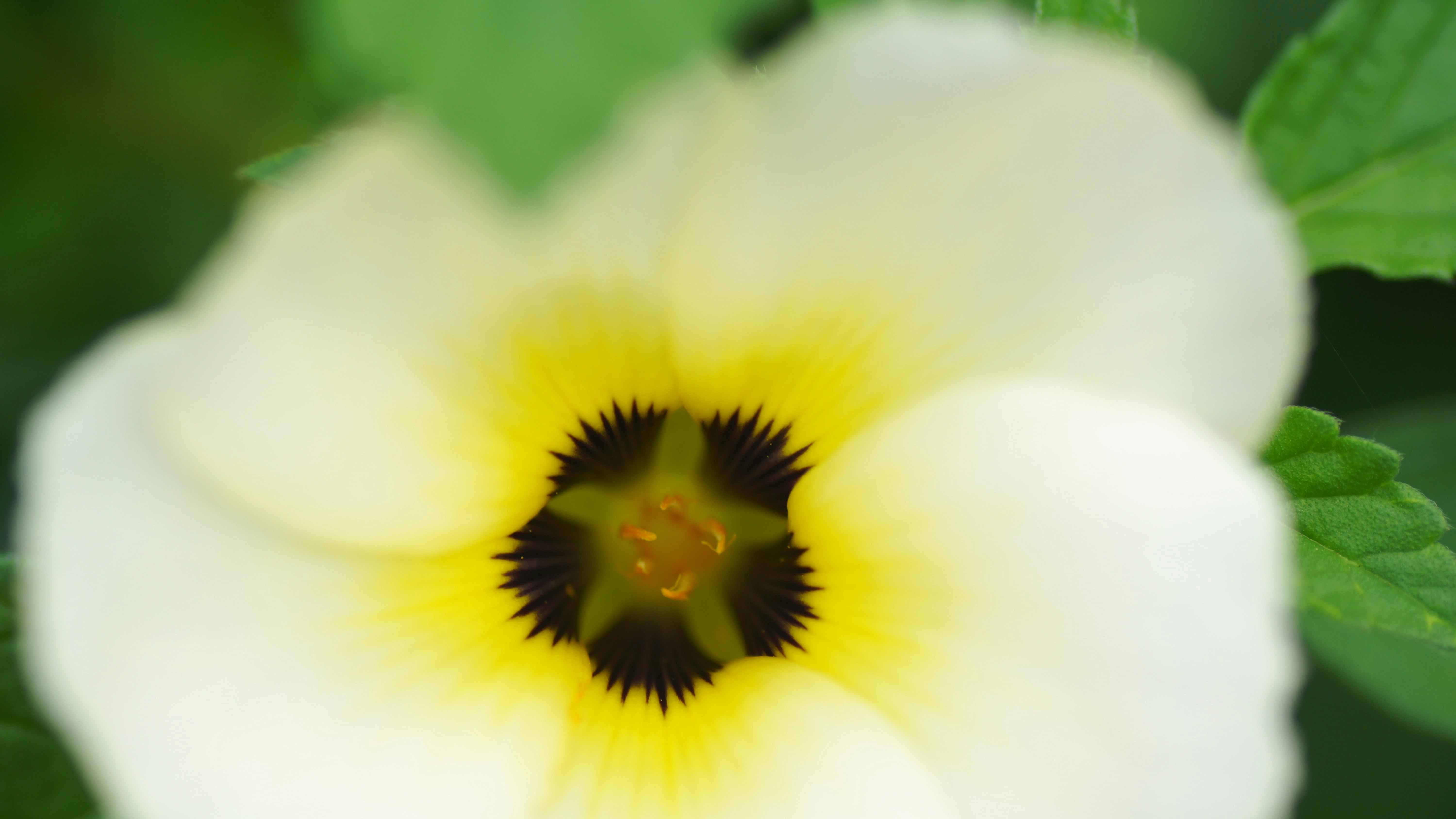 Center Stage: A Close-Up of a Delicate White Flower with Radiant Yellow Eye