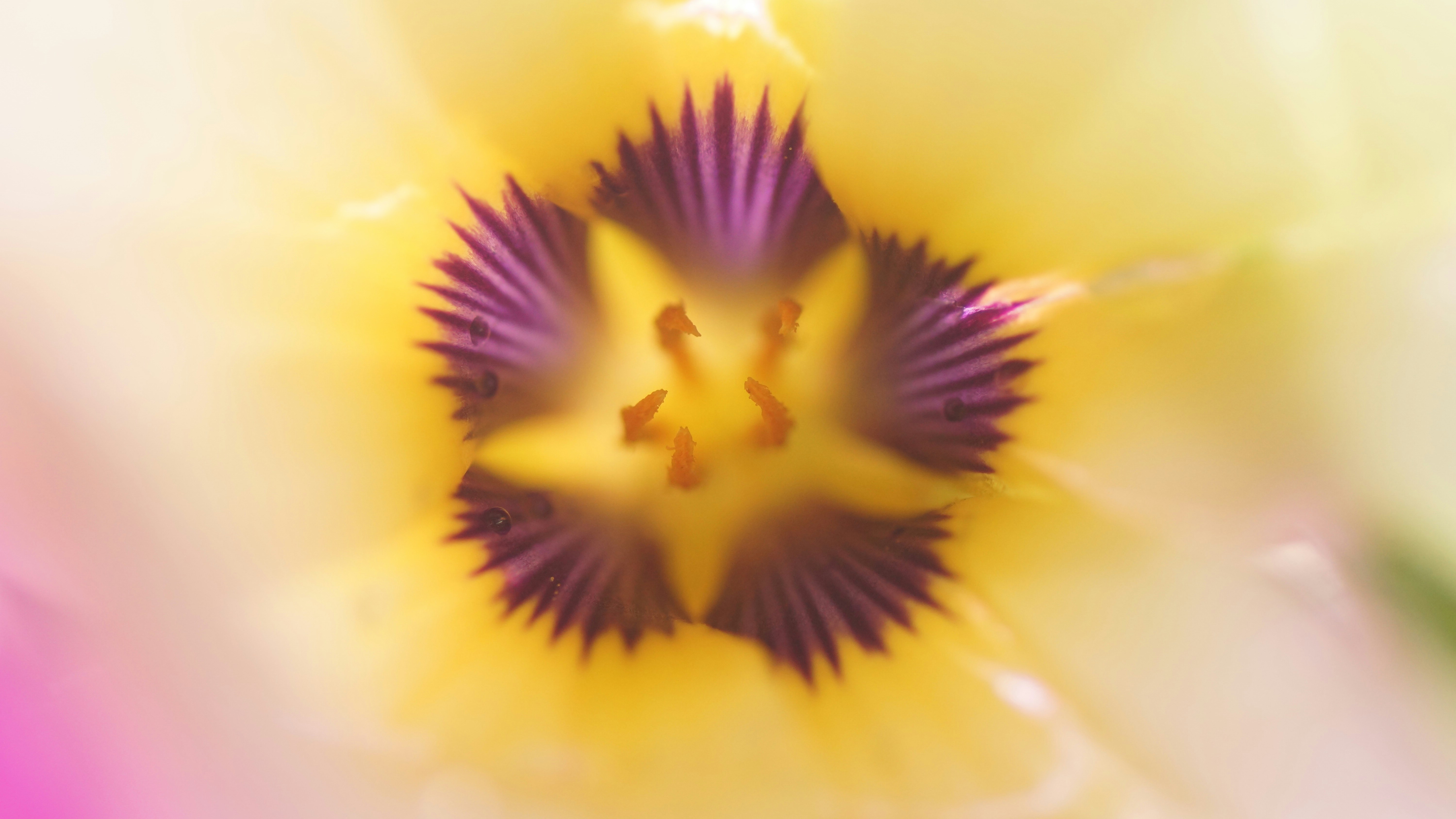 Star of the Inner Bloom: An Ultra-Moftular Center