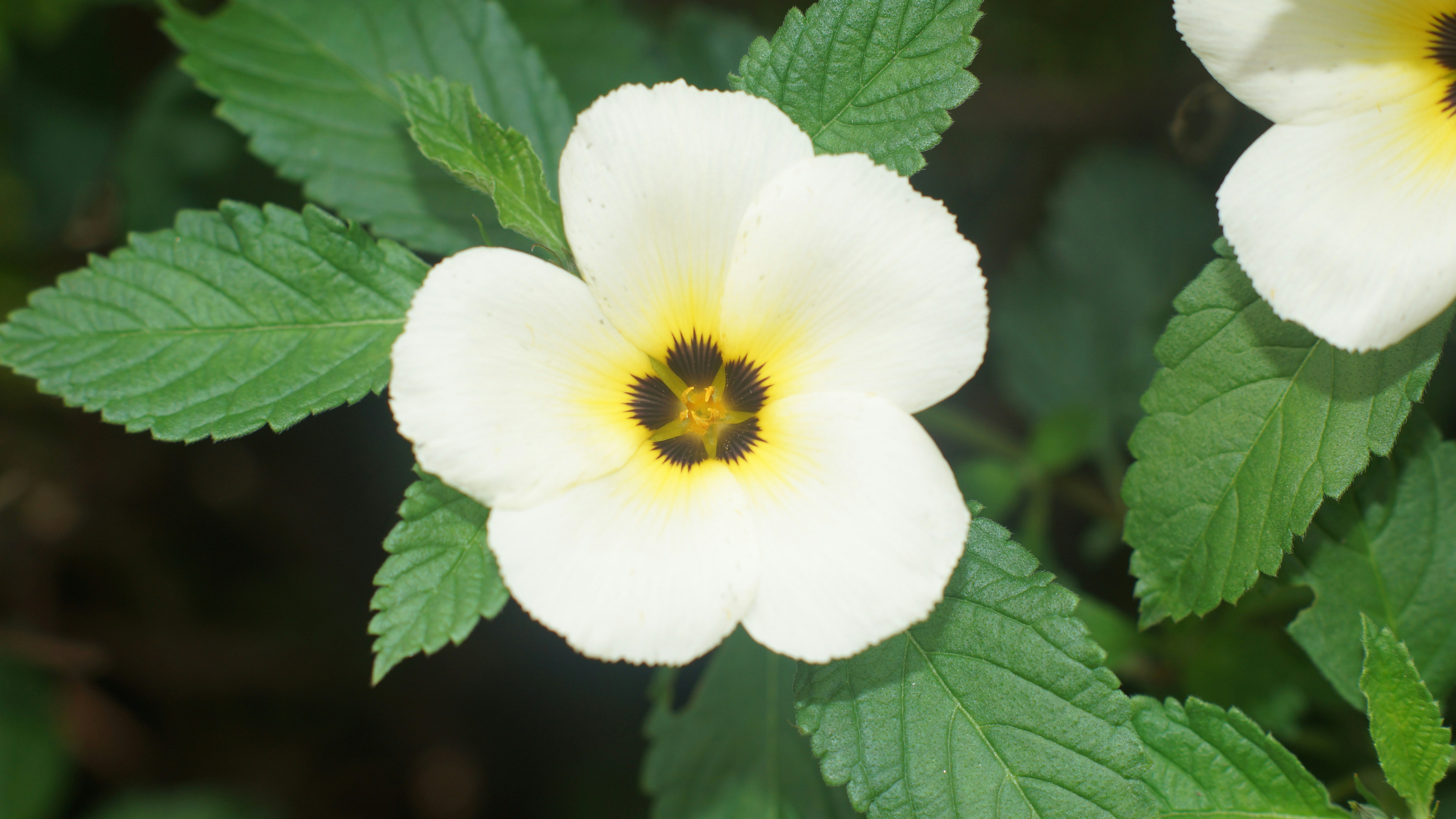 Close-up of a white flower with a bright yellow center and dark eye, set against green foliage; clearly a floral study with emphasis on petal texture and leaf detail.