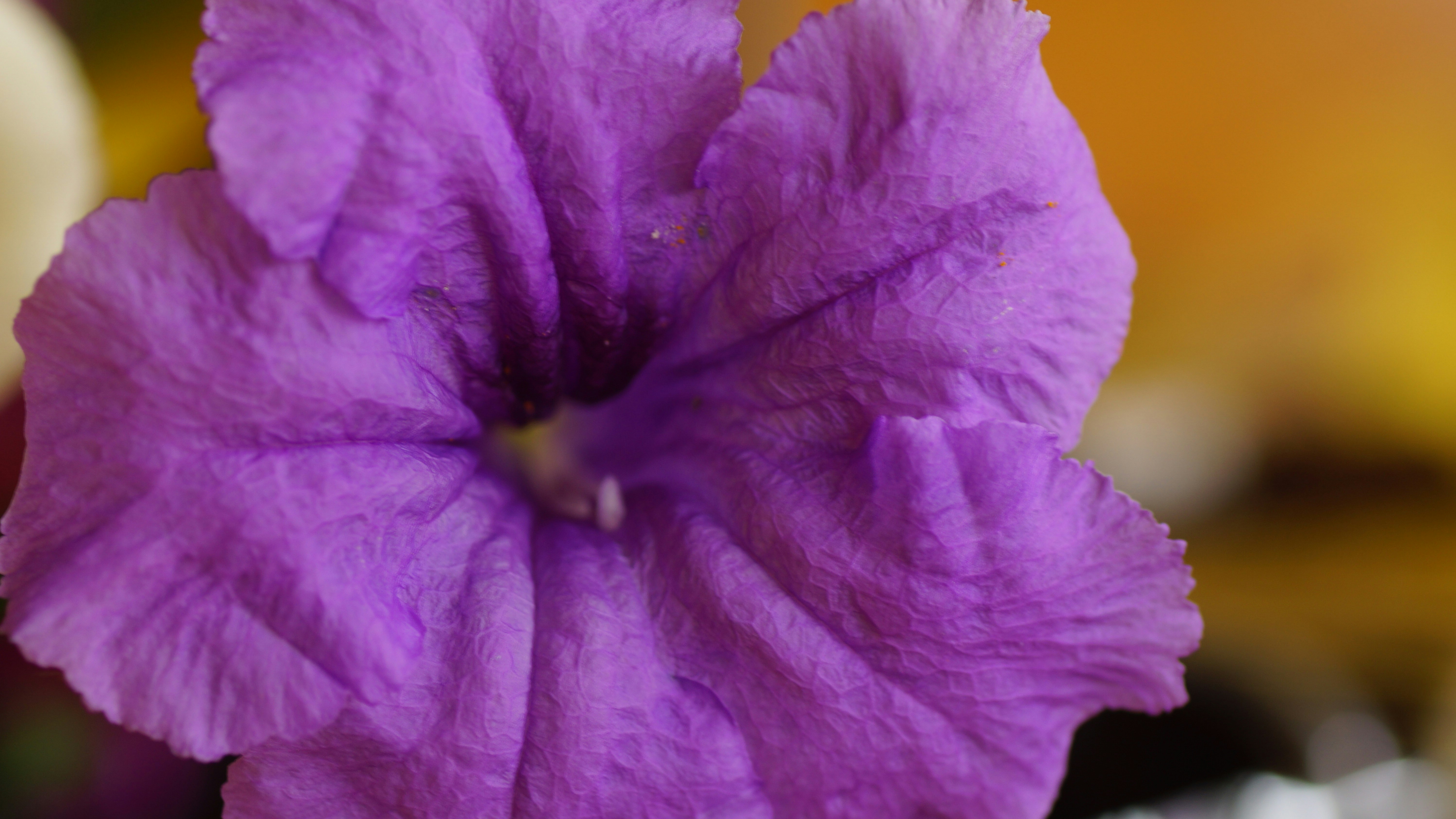 A close-up of a vibrant purple petal bloom with soft background tones, highlighting texture and color depth. This is a macro-like capture of a flower photograph.