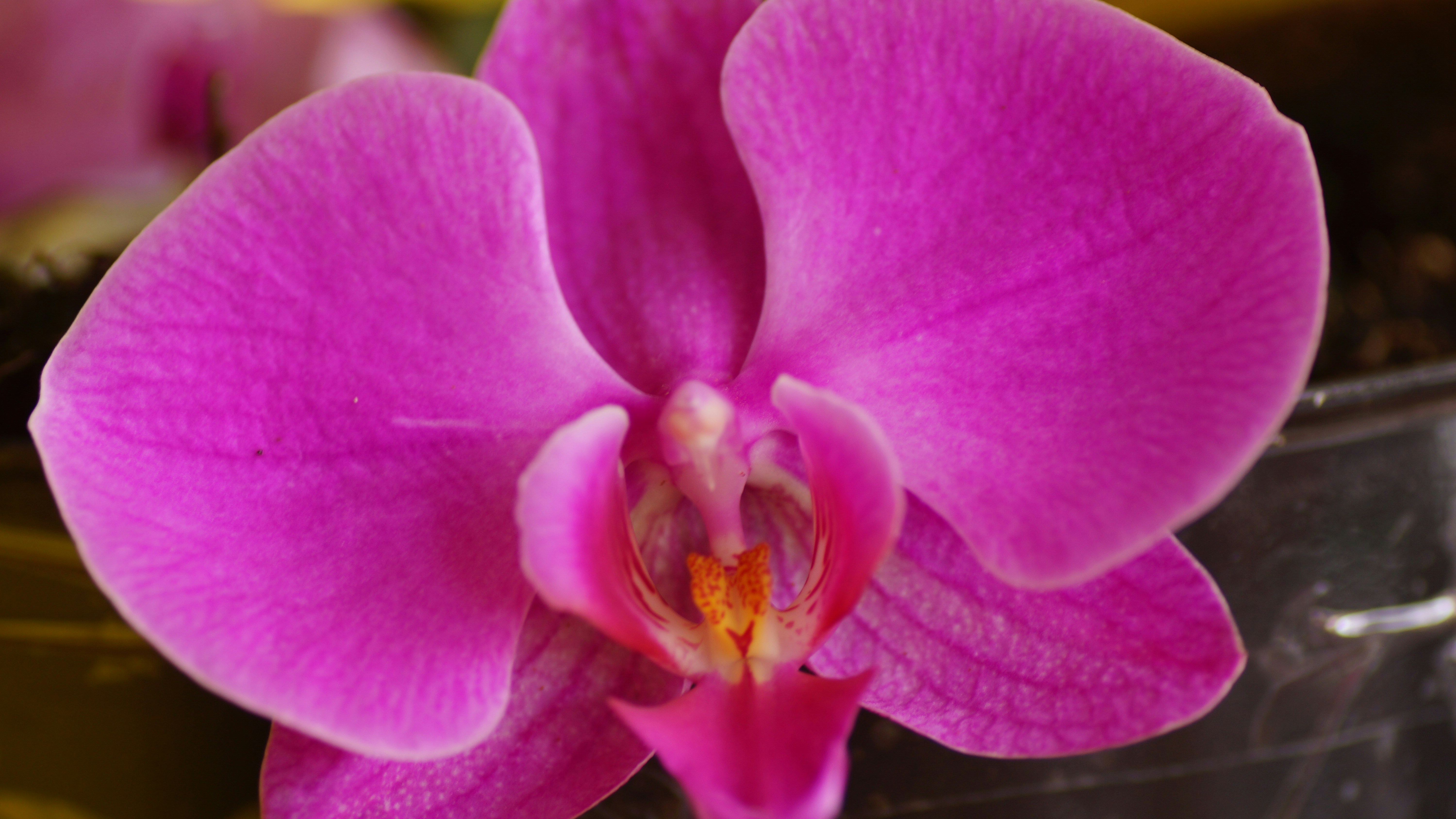 Purple Orchid Spotlight: A Close-Up of Velvet Petals and Central Lip