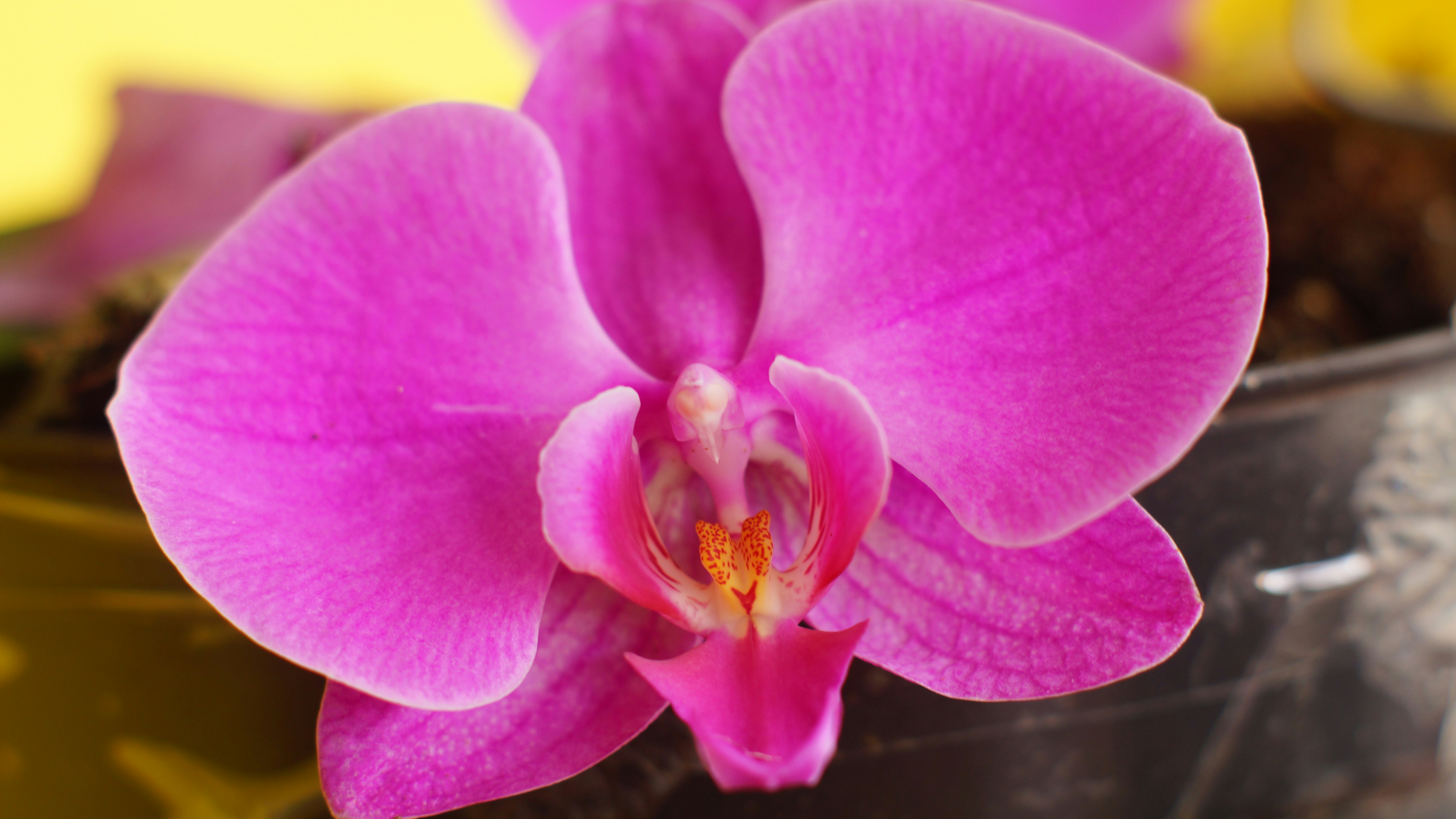 Pink Orchid Portal: A Close-Up of Velvet Petals and Intricate Lip