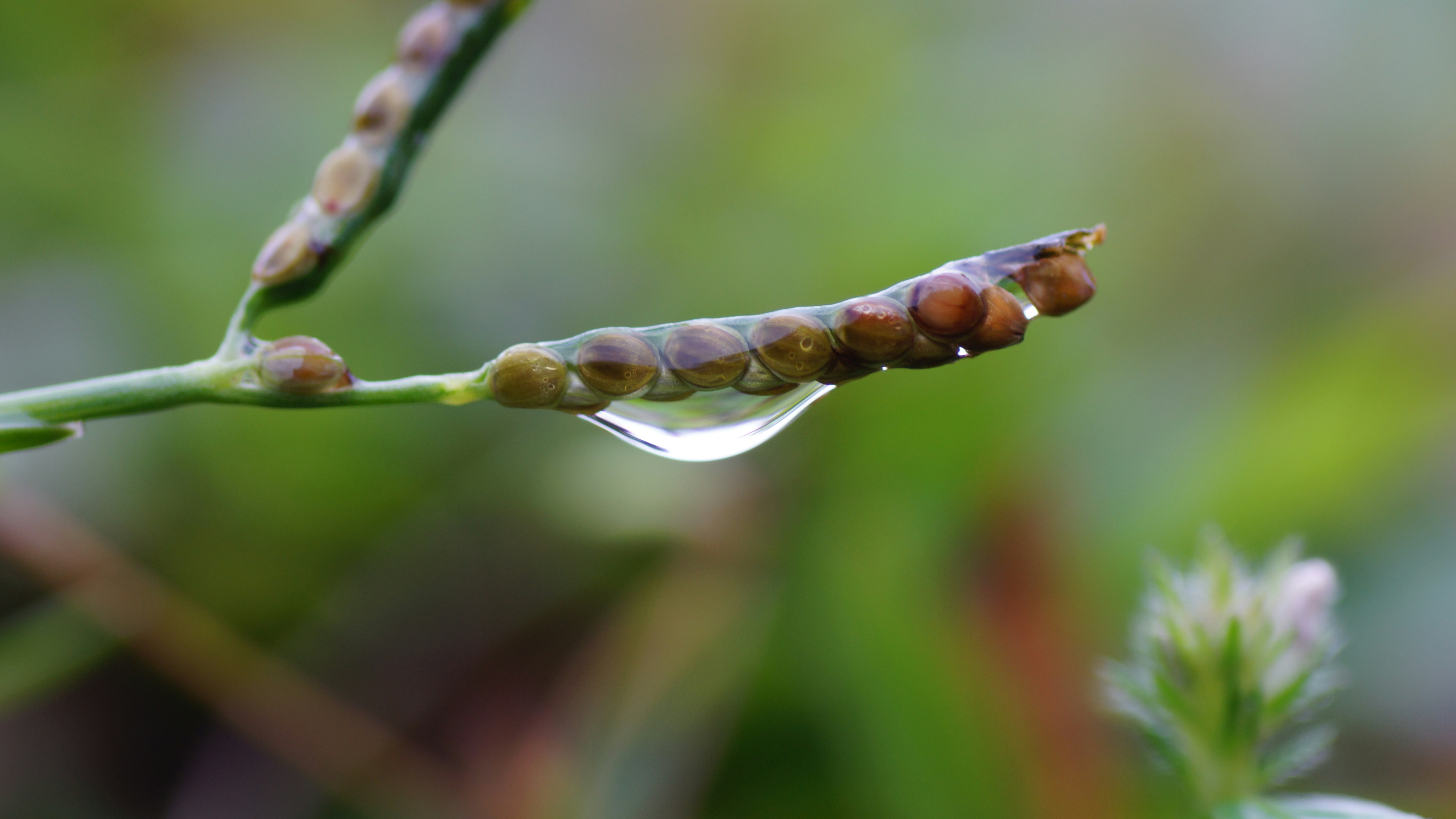 Single Dew Drop on a Tender Twig