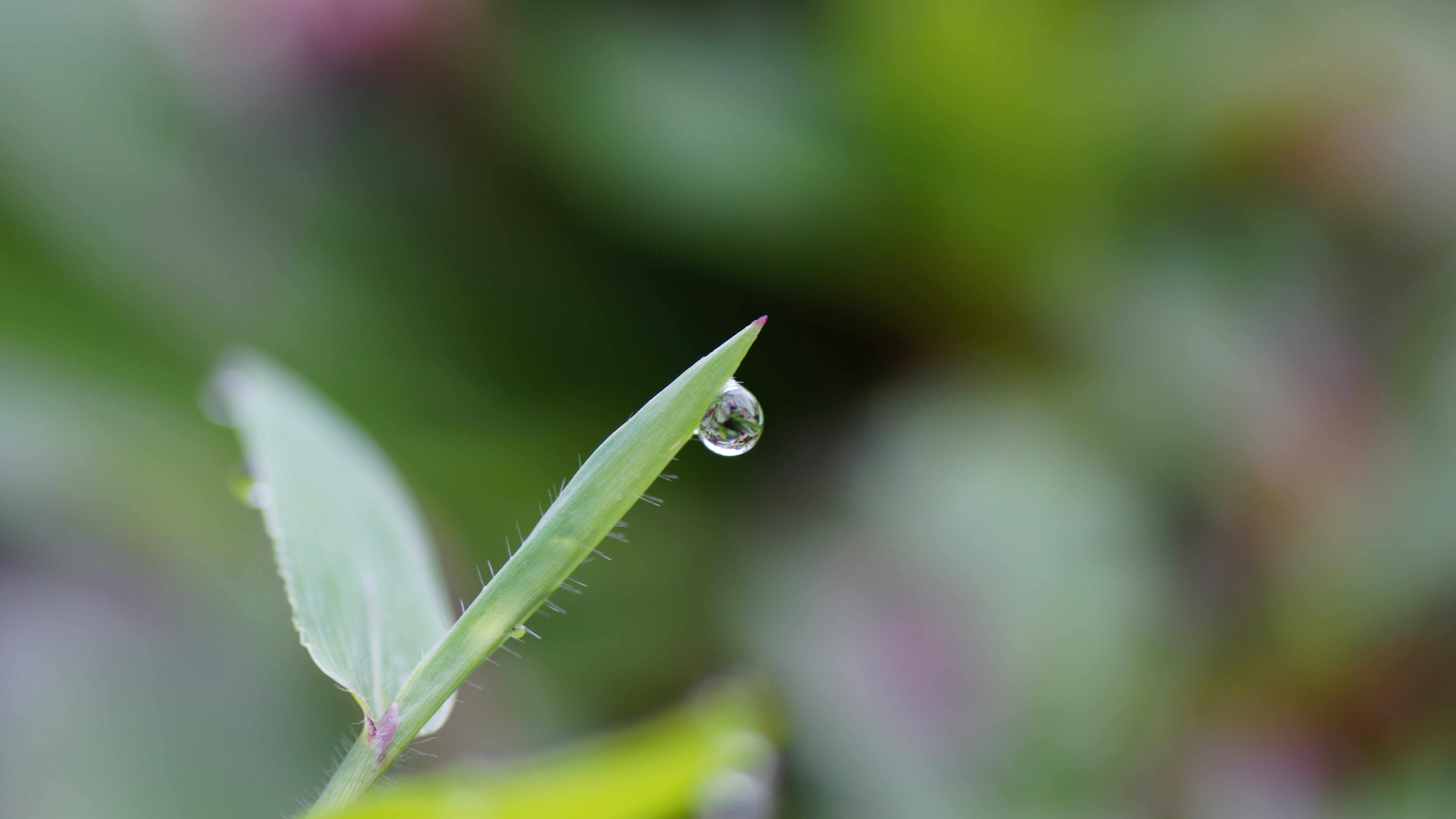 Droplet on a Narrow Blade: A Minute Moment of Nature