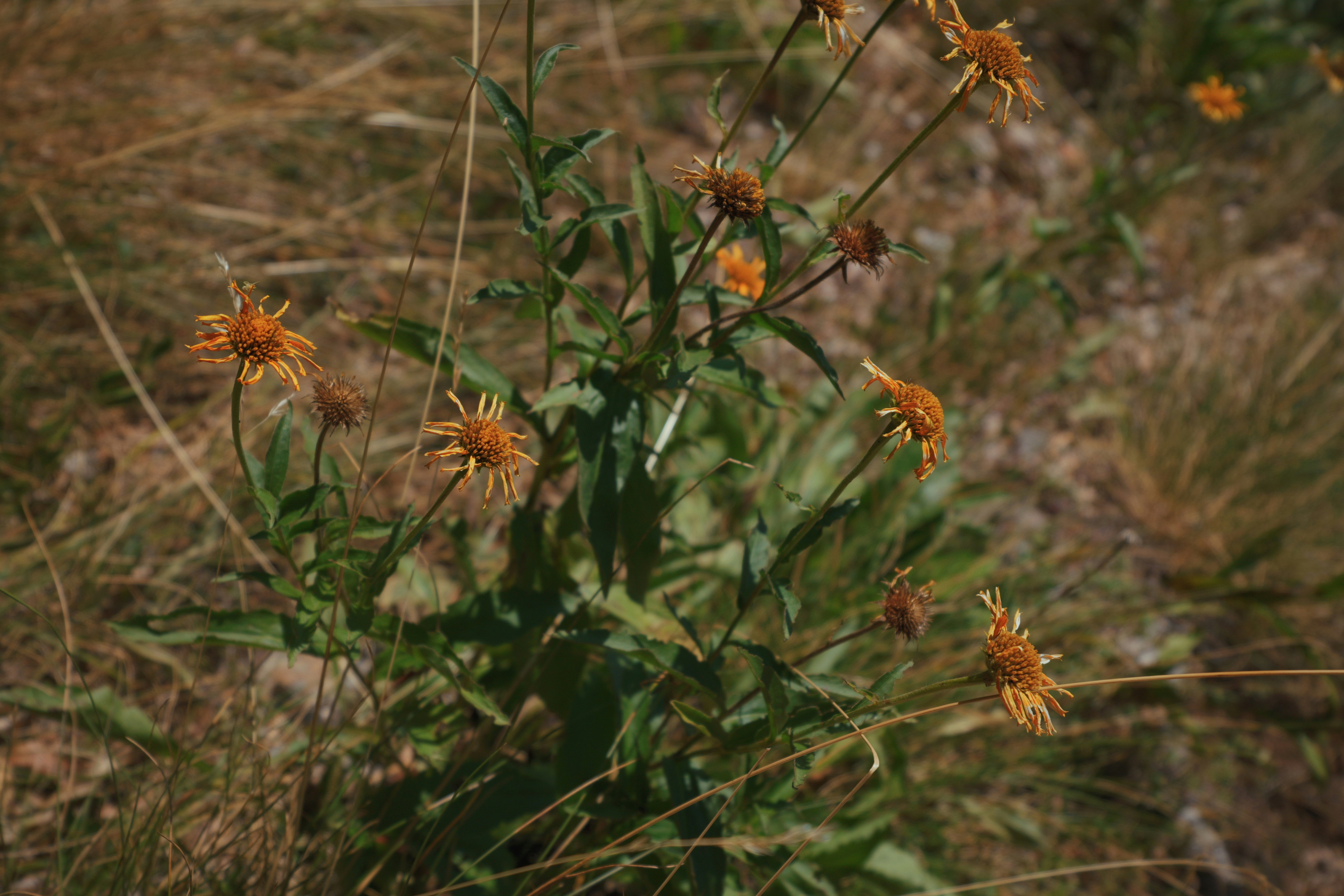 Golden-bloomed wildflowers with green stems dominate a dry grassy field, captured in natural light to emphasize texture and color.