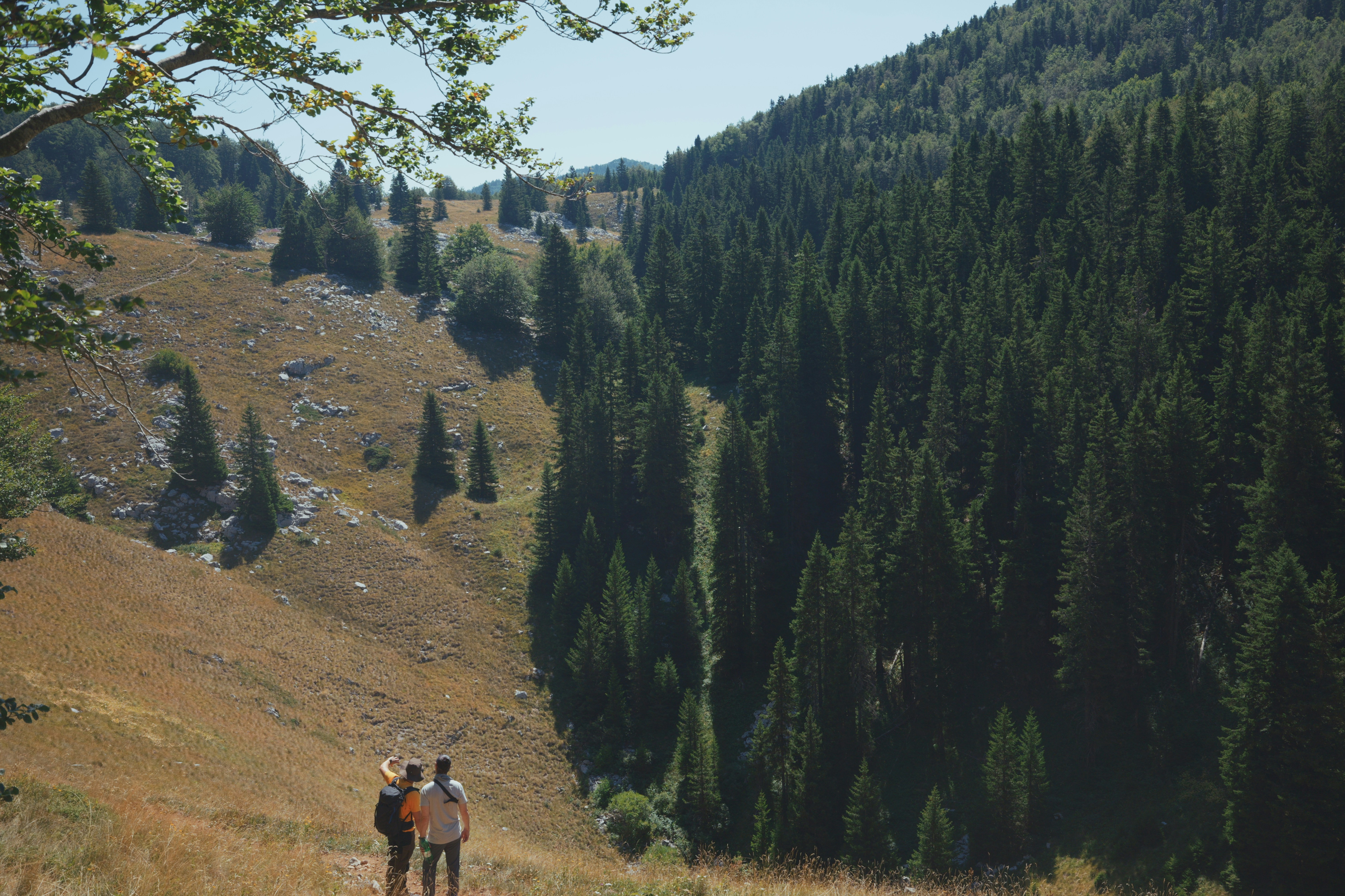 Two hikers walk along a sunlit hillside with a sweeping valley of dense evergreens in the background.