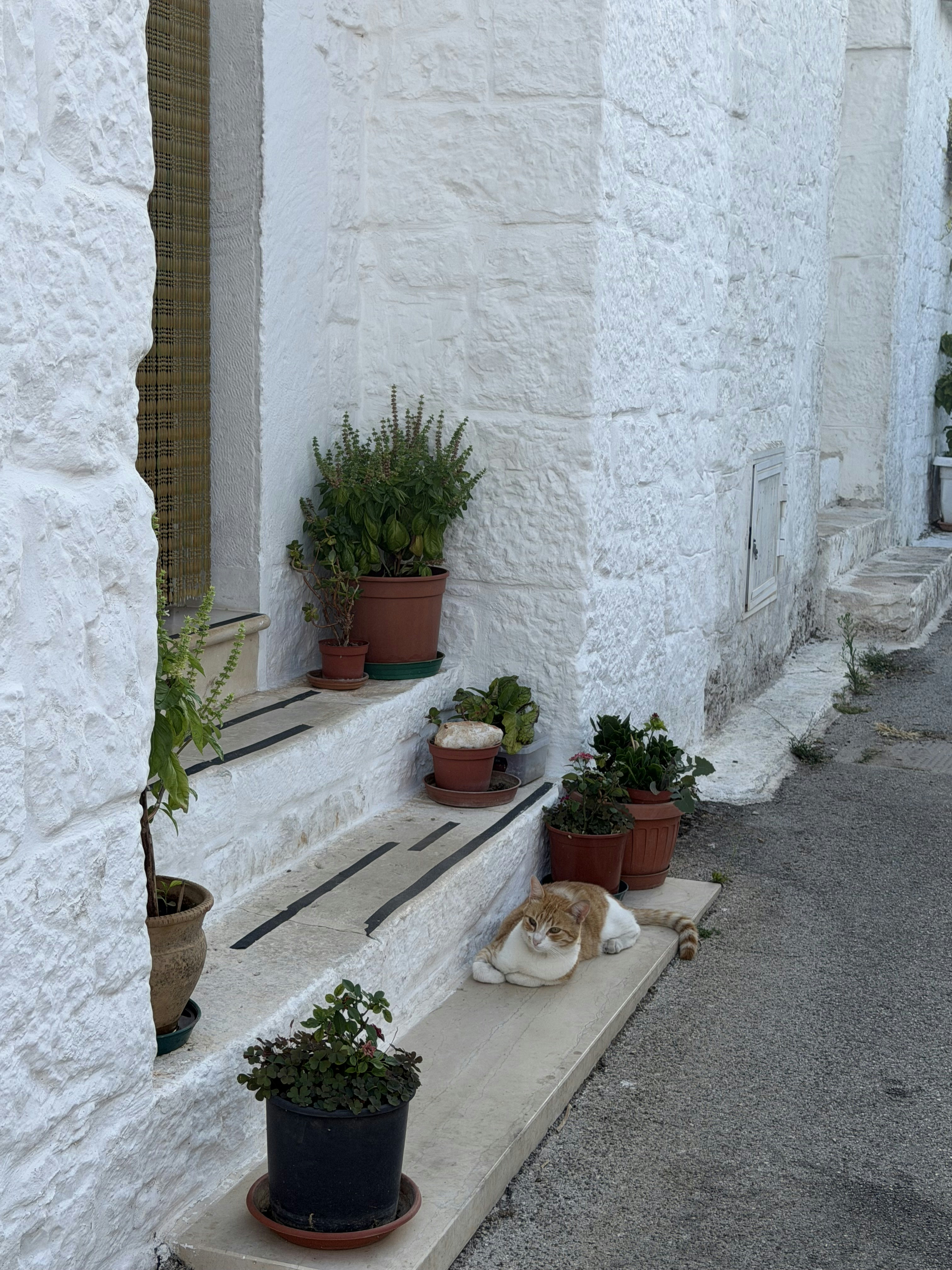 Cat on a Sunlit Front Step Beneath Potted Greens