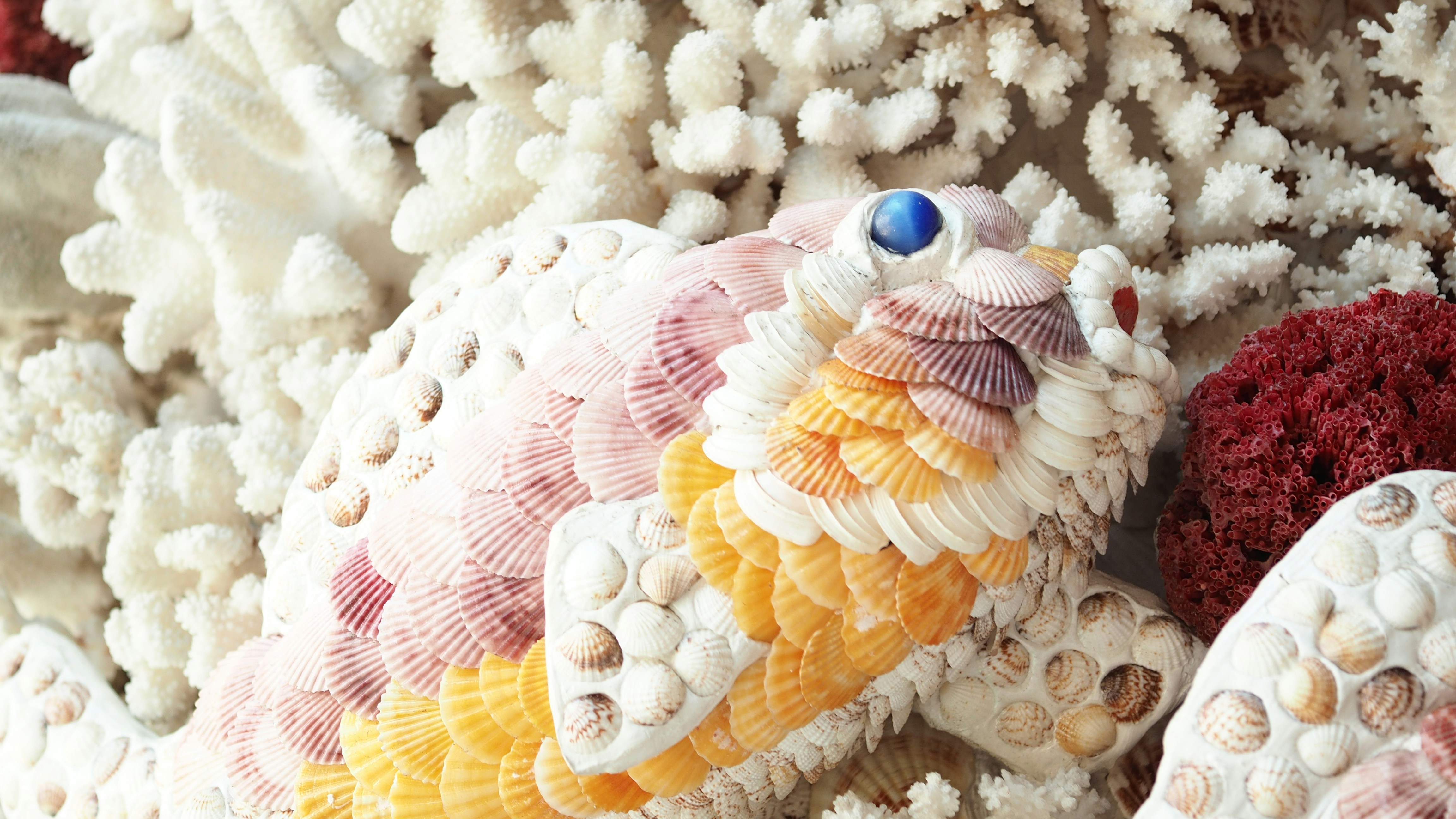 Coral Mosaic on a Coral Reef Pioneer—A Sea Snail’s Brickwork