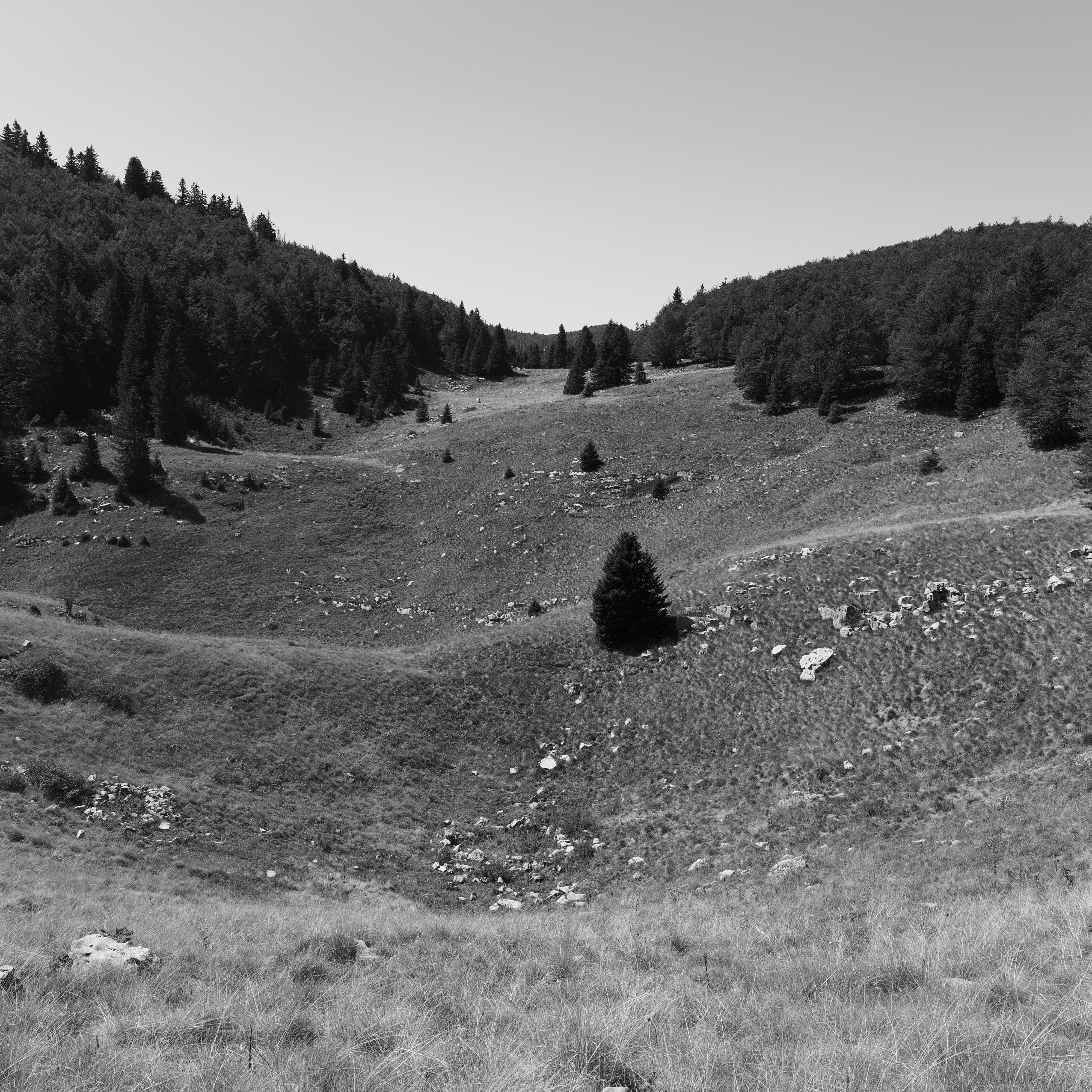 Grayscale landscape of rolling hills dotted with pines and rocks, suggesting a tranquil alpine meadow scene.
