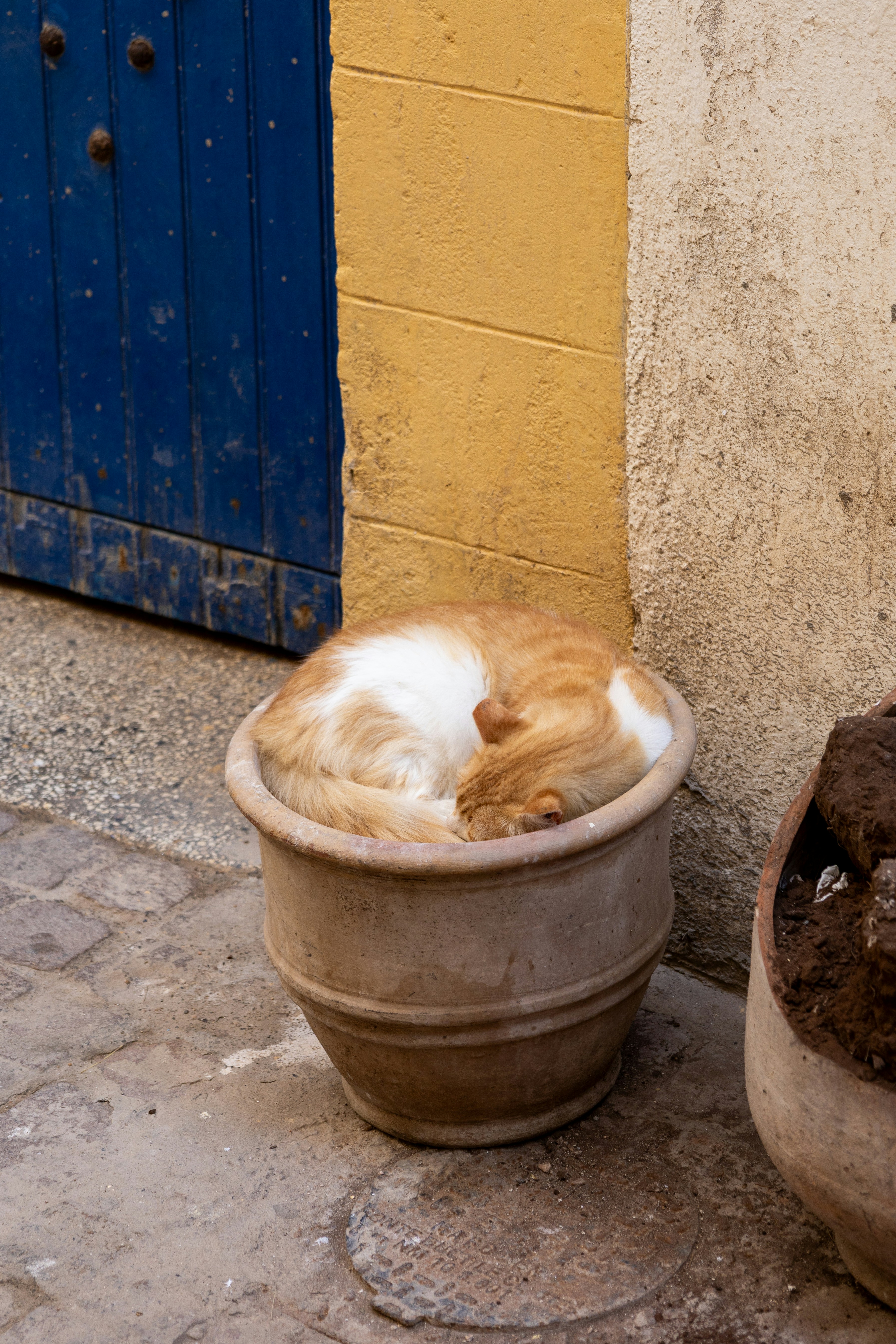 Sunlit Orange-and-White Cat Resting in a Ceramic Pot Against a Yellow Wall