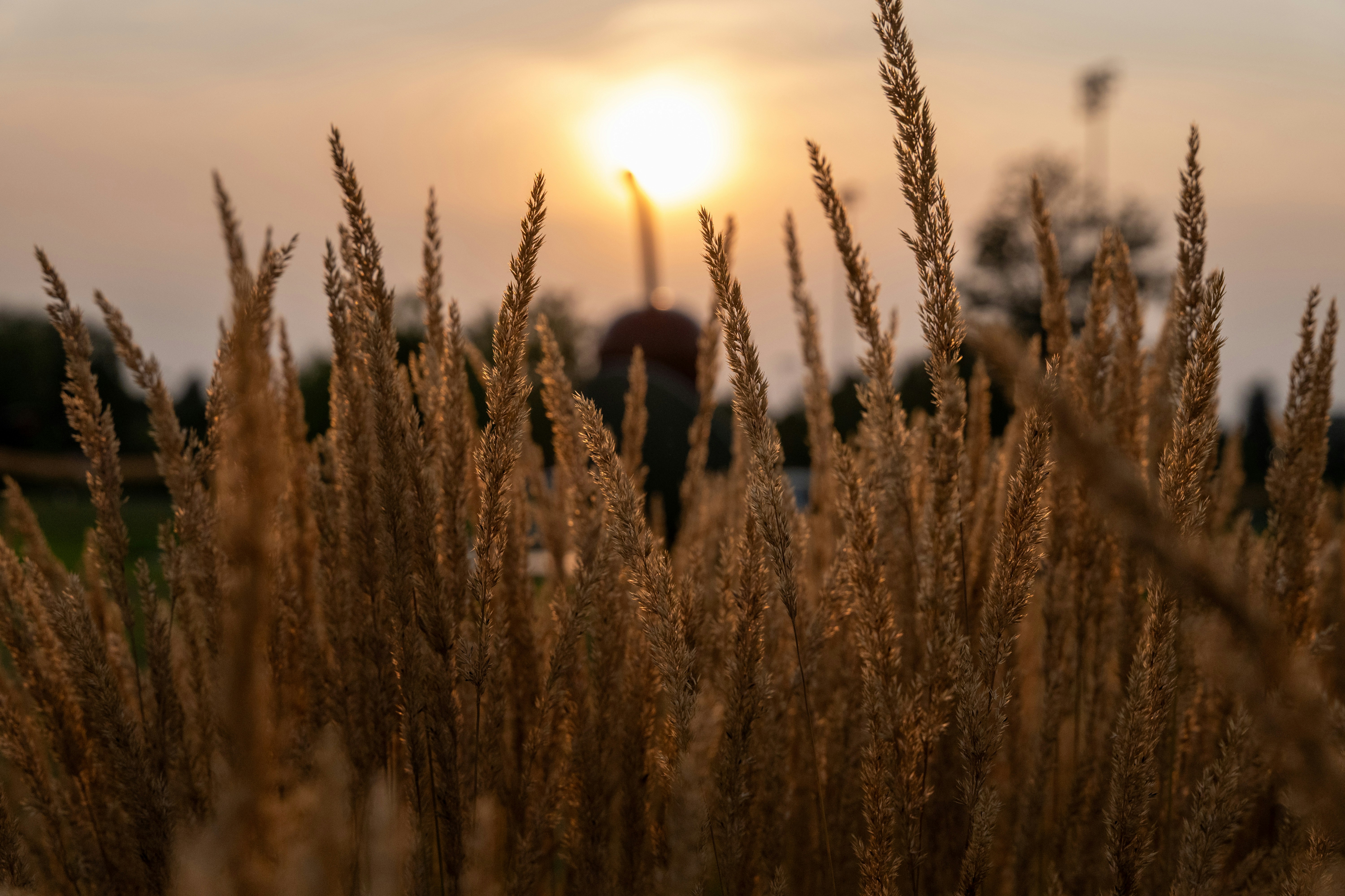 Sunset Quiet: Field Grasses Framing a Backlit Horizon
