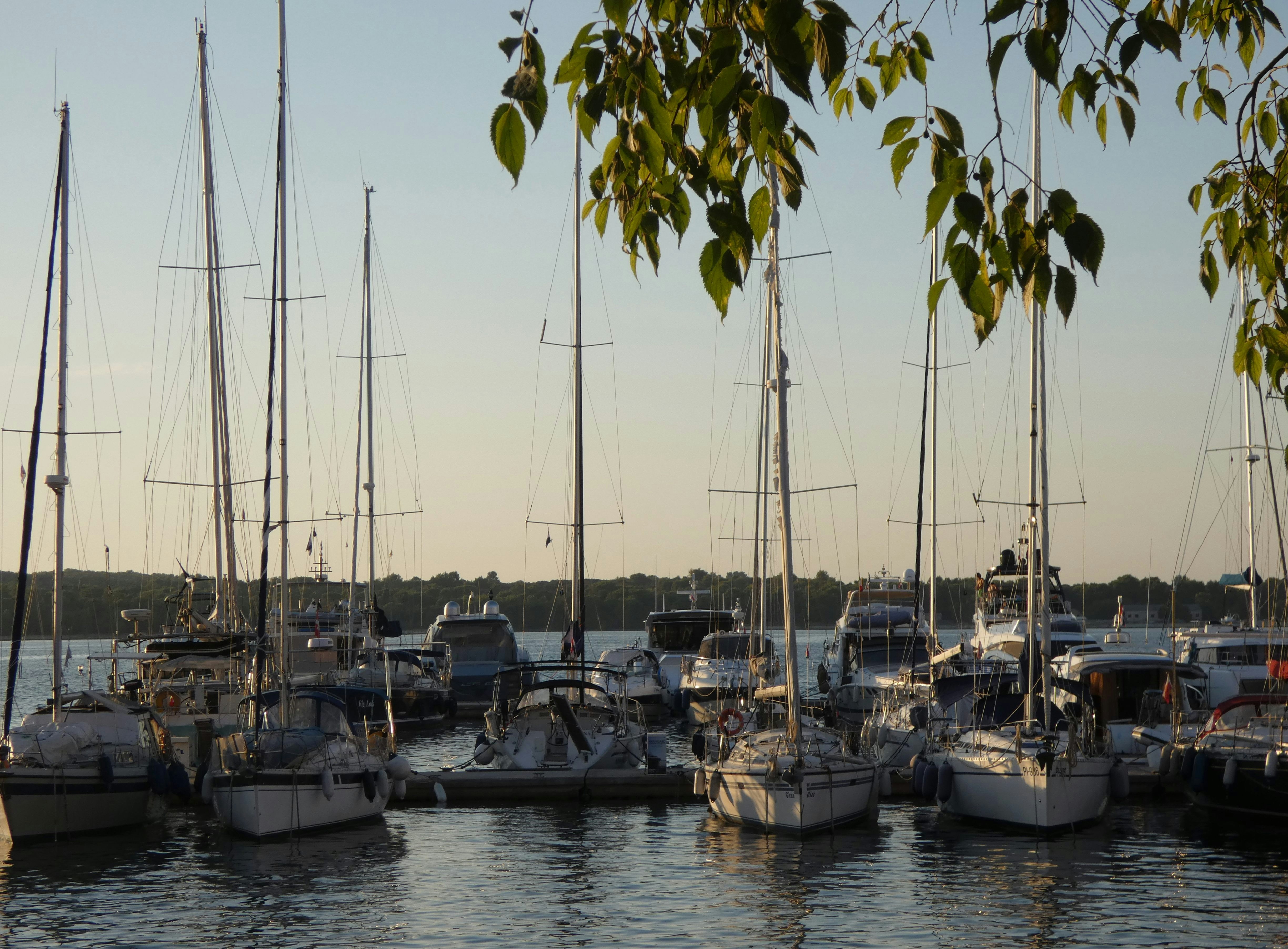 Harbor Portrait: Boats at Dusk Framed by Overhanging Leaves