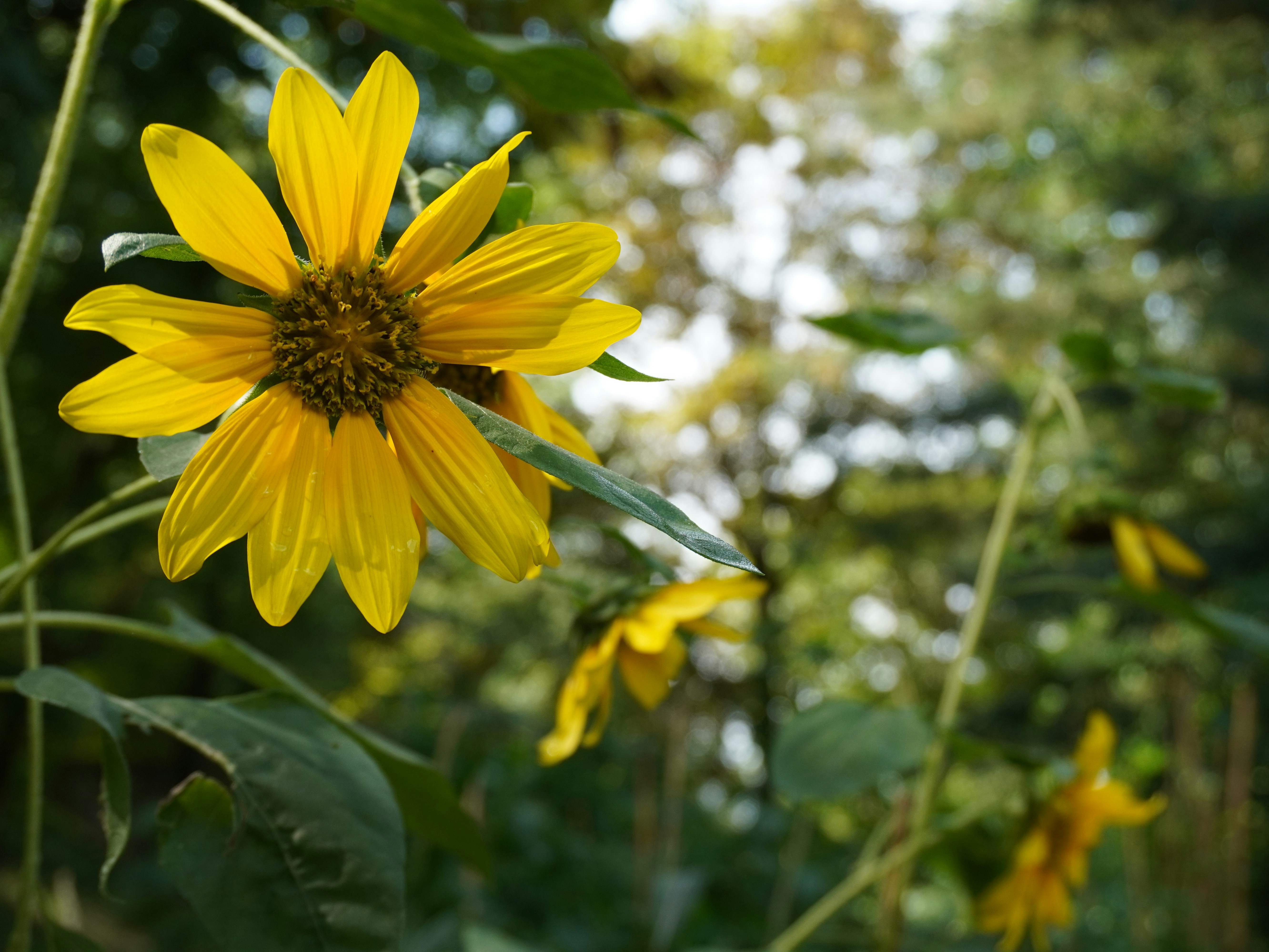 Golden Bloom in a Sunlit Meadow
