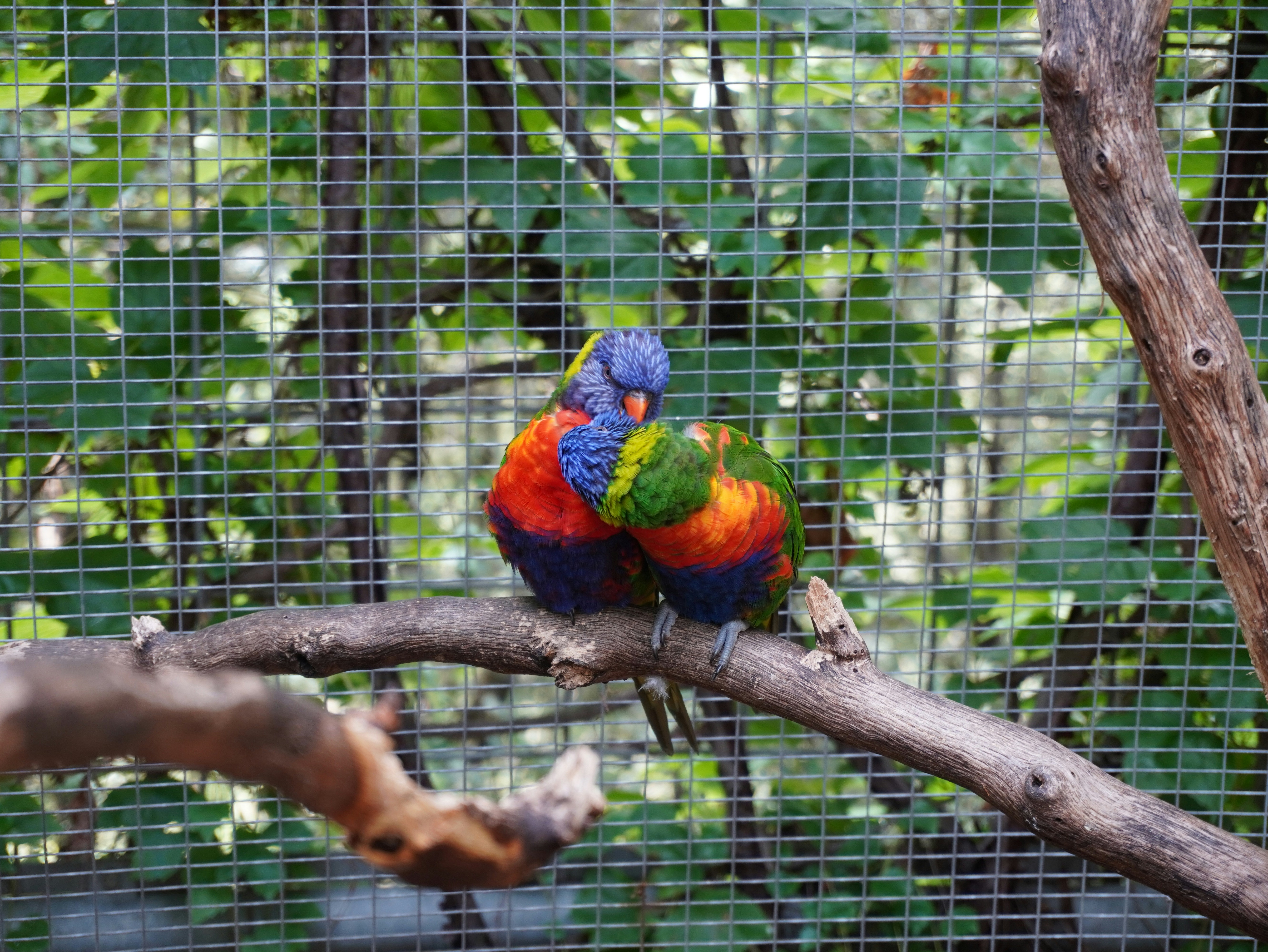 Pair of rainbow lorikeets sharing a perch inside a wire enclosure