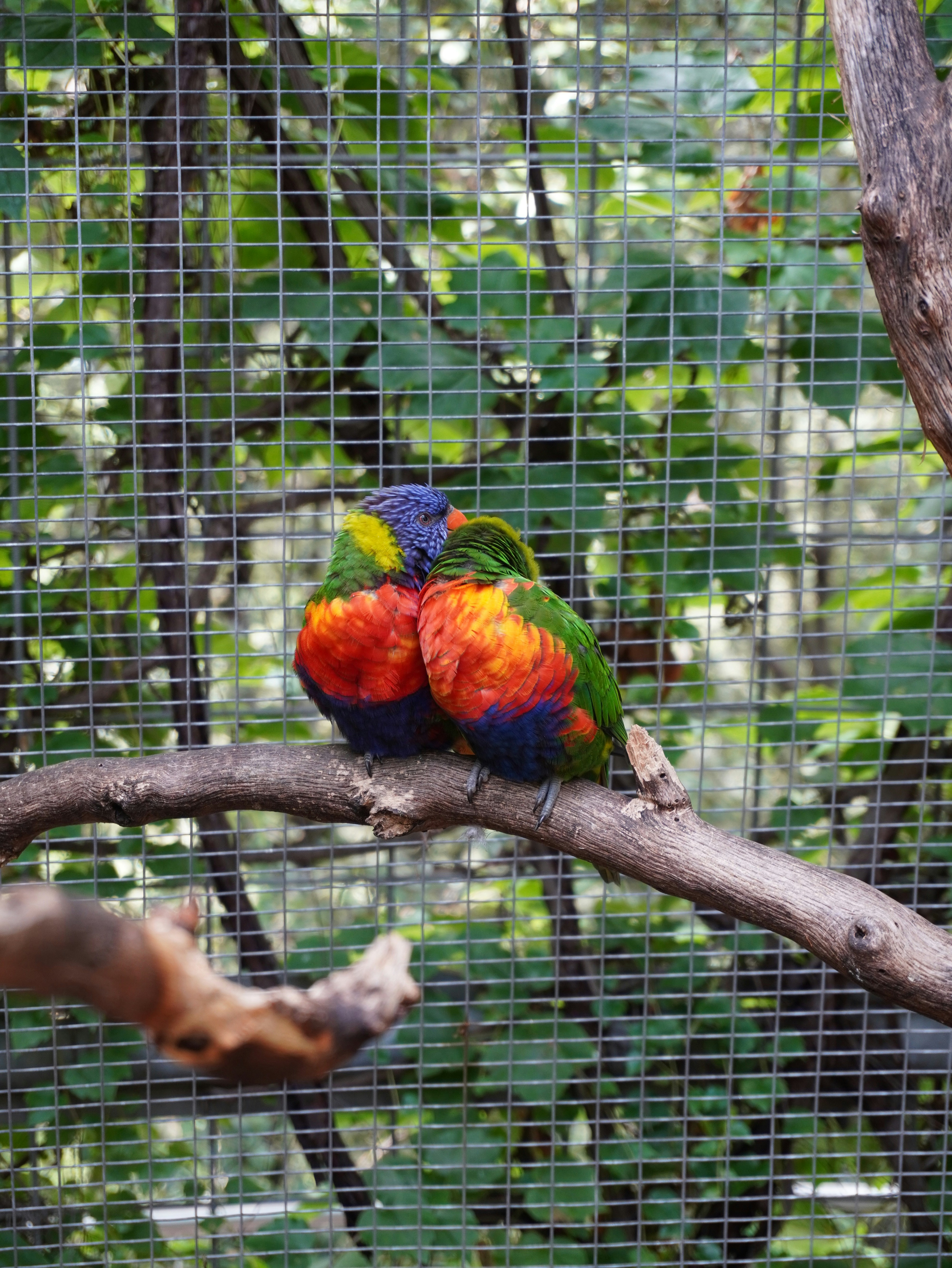 Rainbow Lorikeets Cuddle on a Weathered Branch