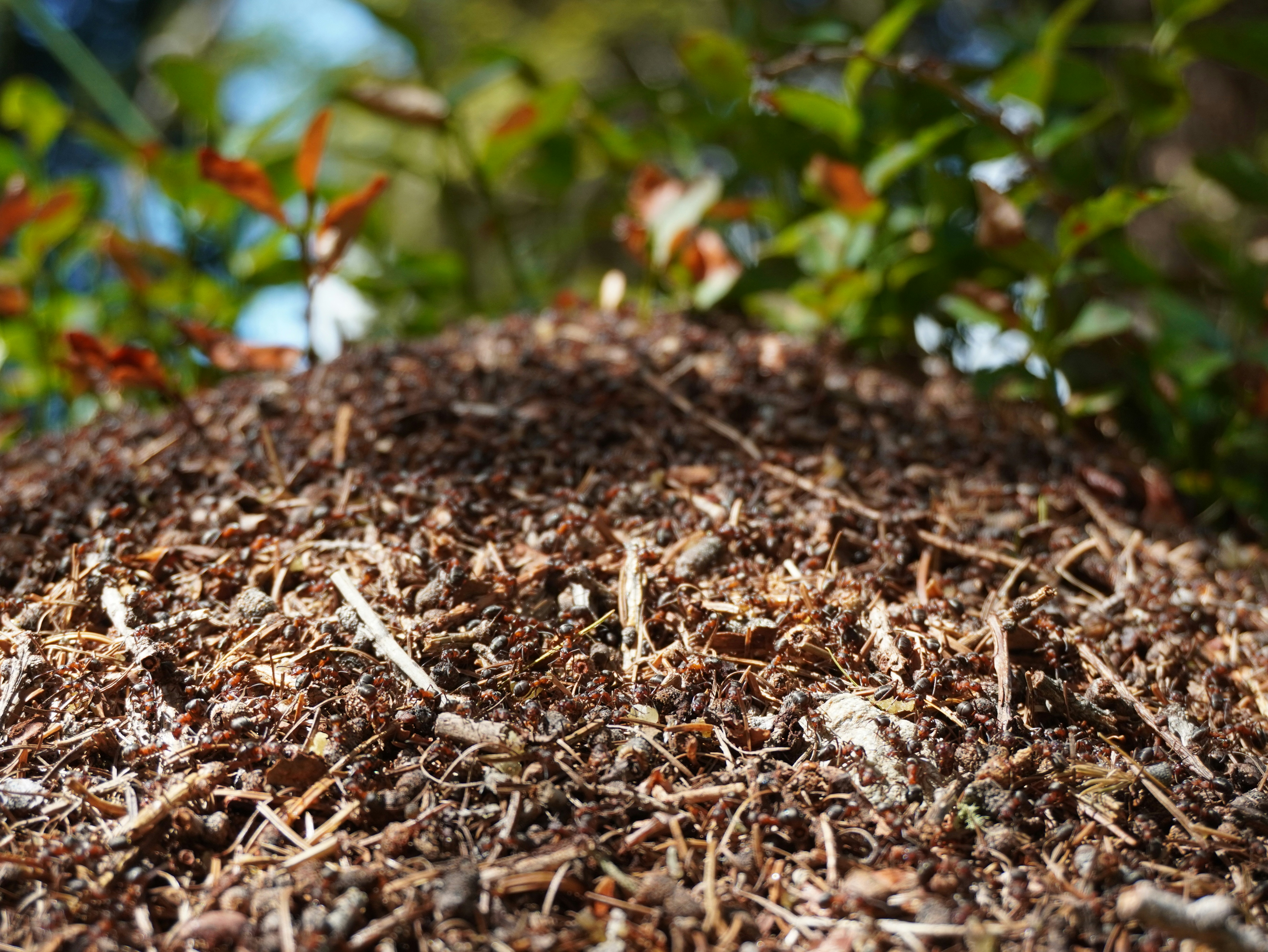 Heap of pine needles and soil under leafy canopy
