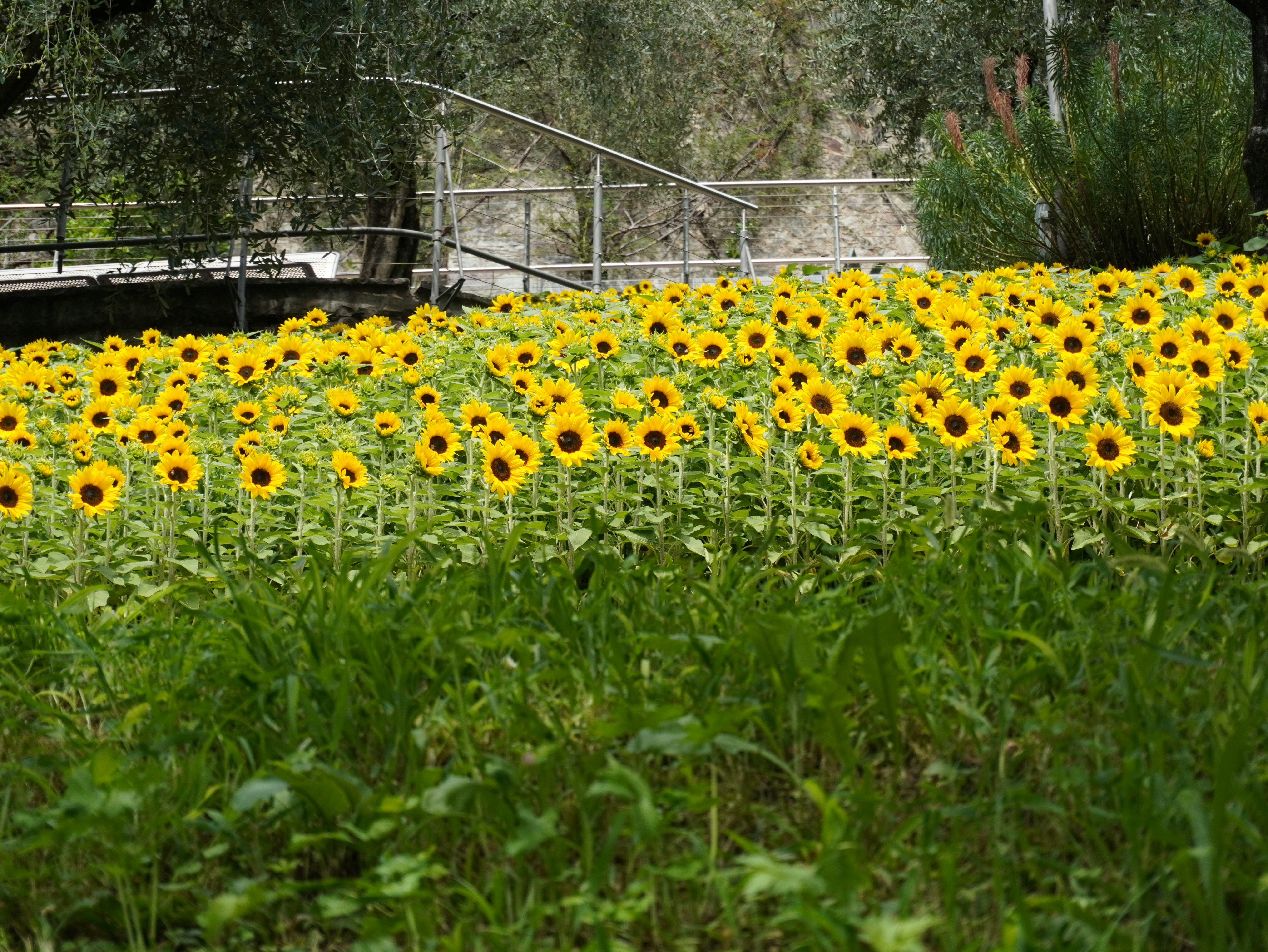 Sunlit Sunflowers Overlooking a Tranquil Footbridge