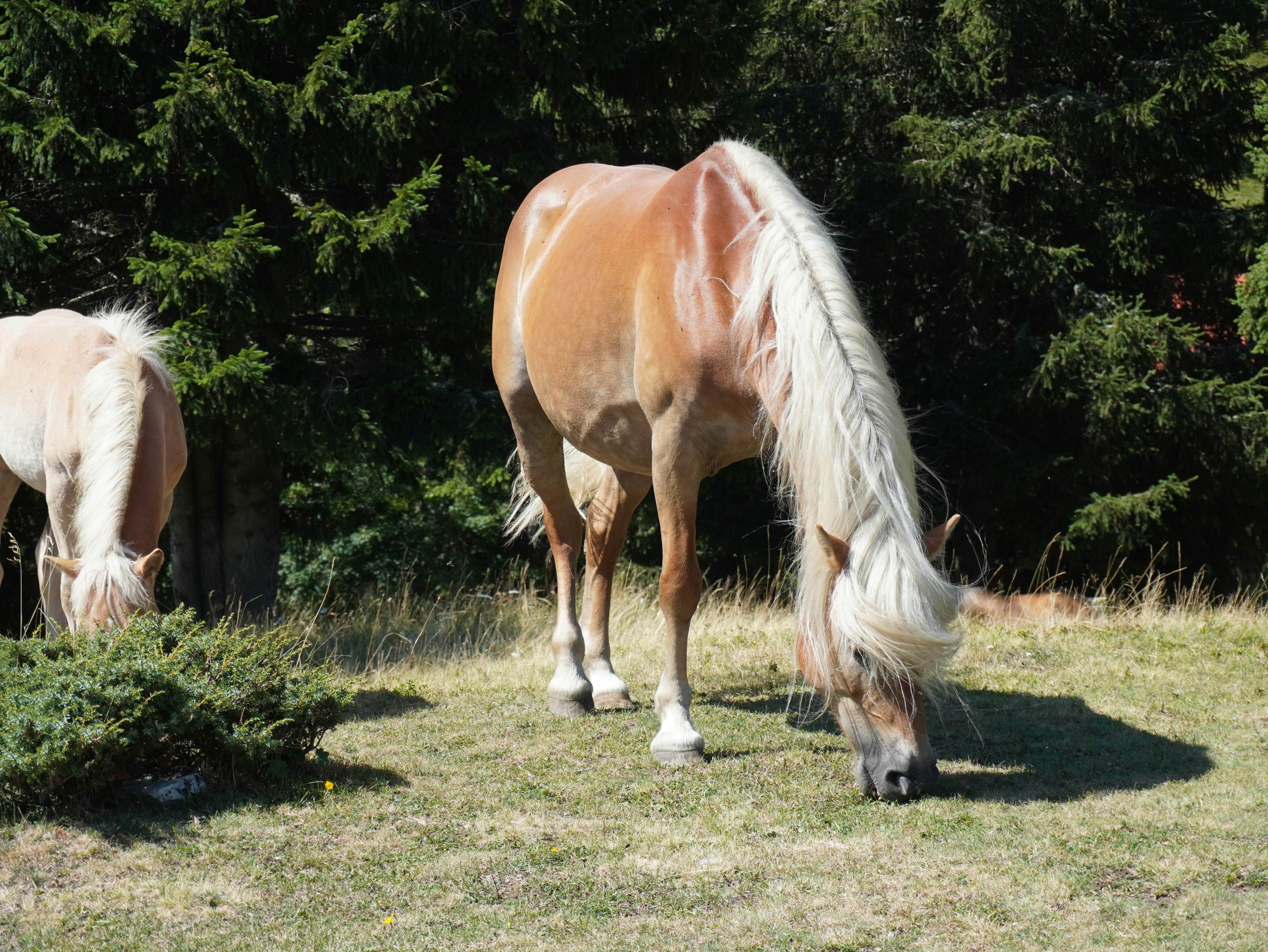 Pasture Watch: A Palomino Grazes in Quiet Morning Light