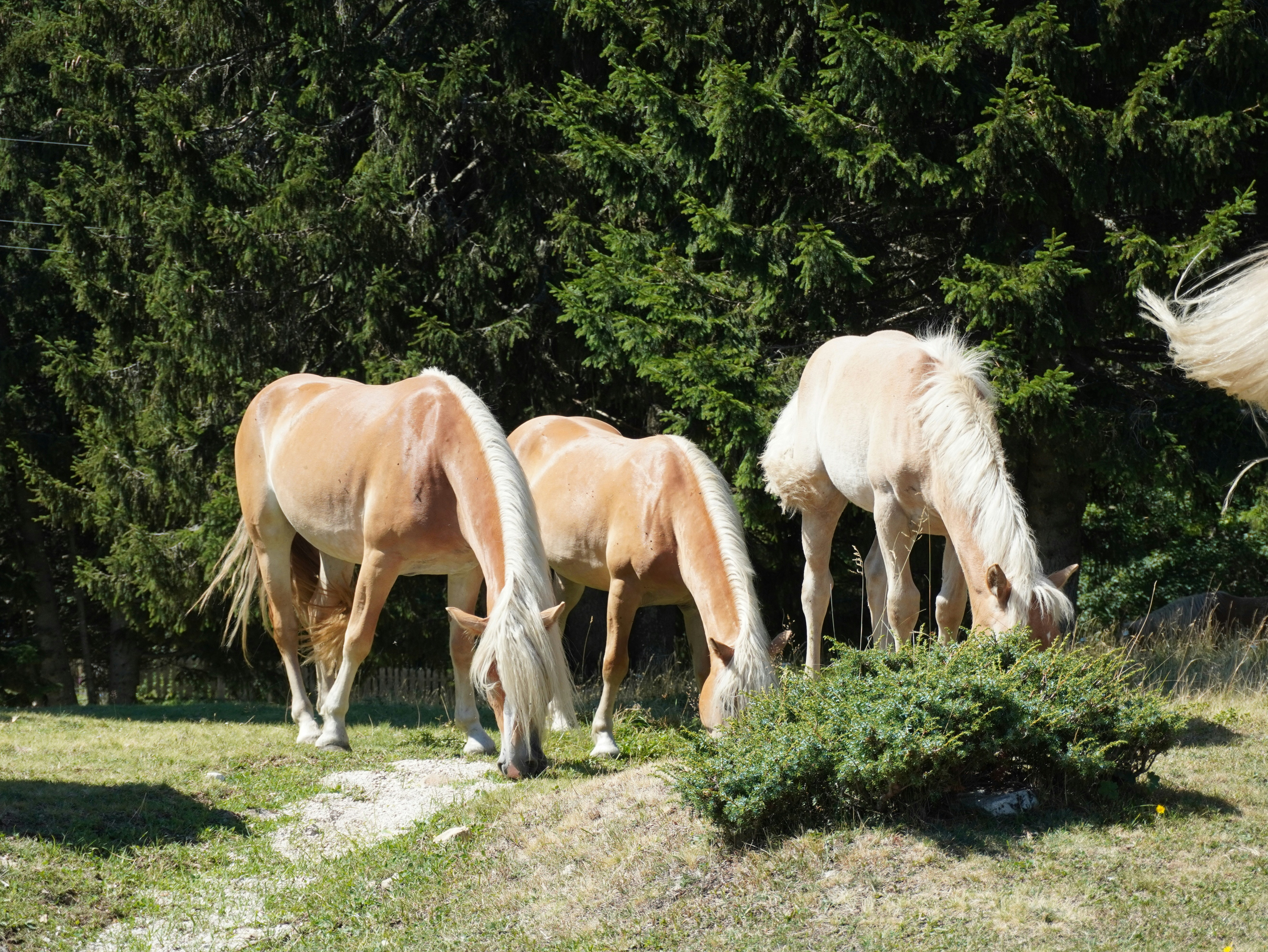 Horses at pasture: sunlight, shadow, and a low scrub in a forest-touched meadow