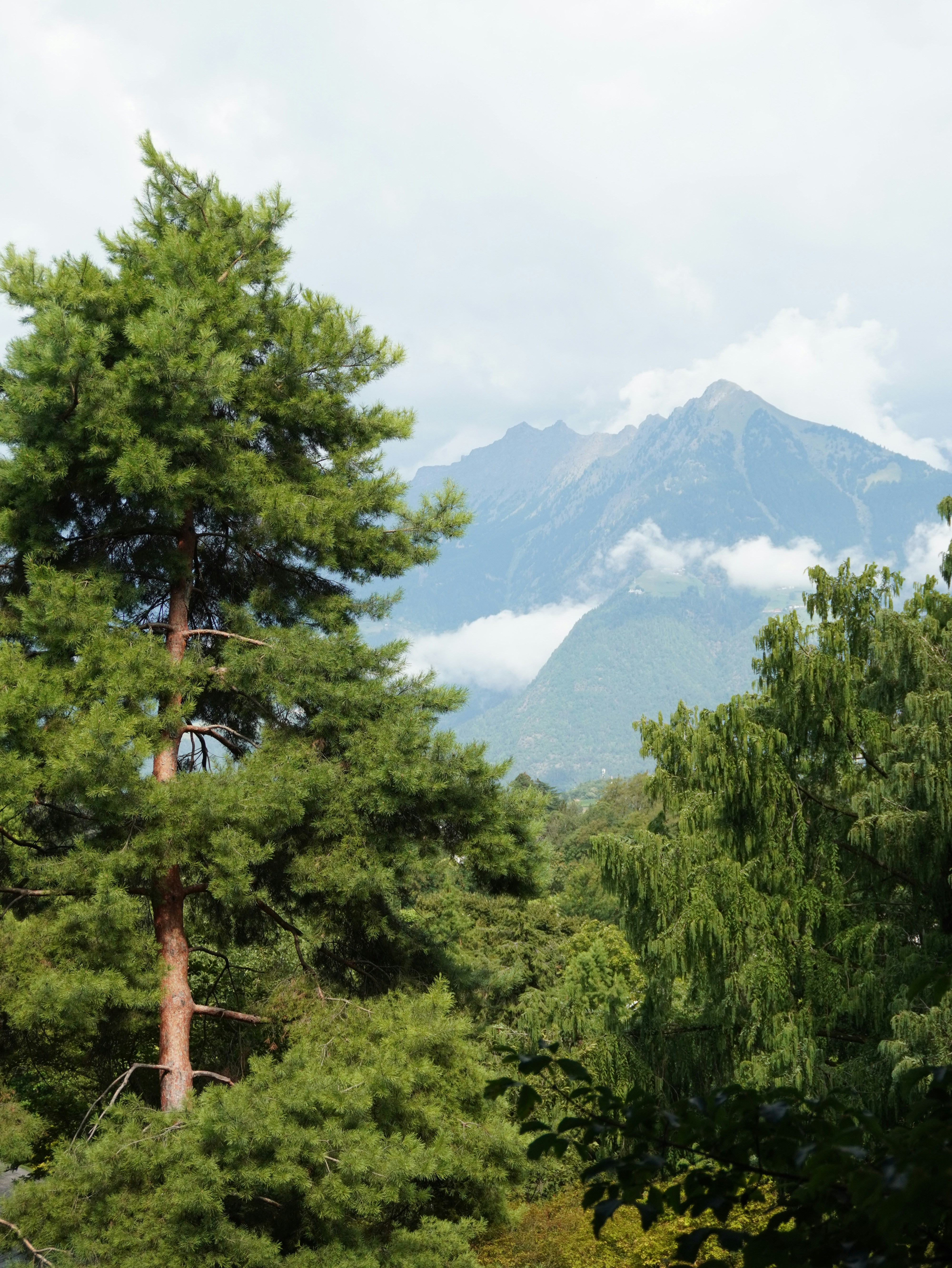 Timber and Peak Quiet: Pine Silhouette Before Alpine Veil