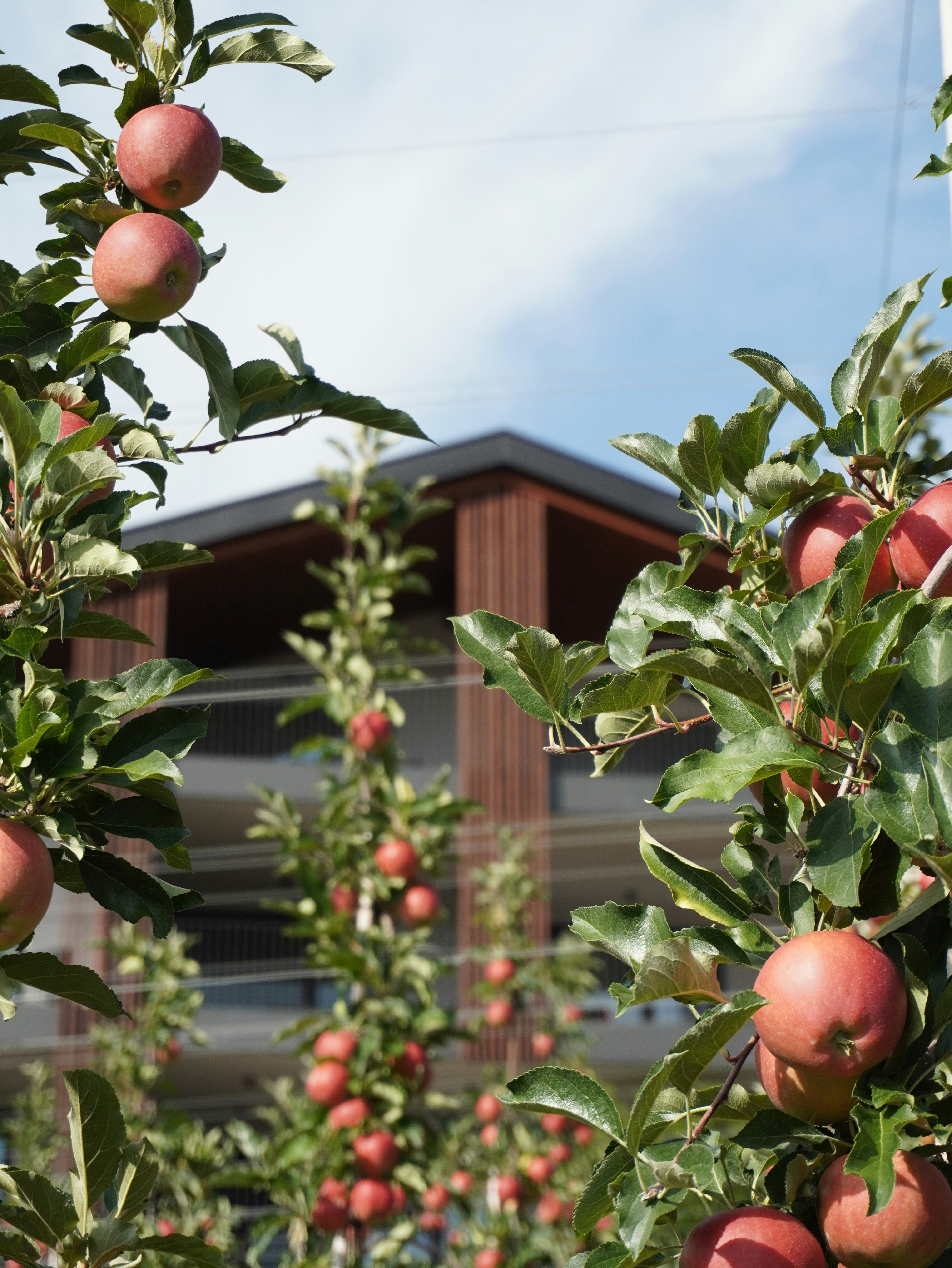 Red Apple Oasis: Orchard in Bloom with Modern Architecture in the Background