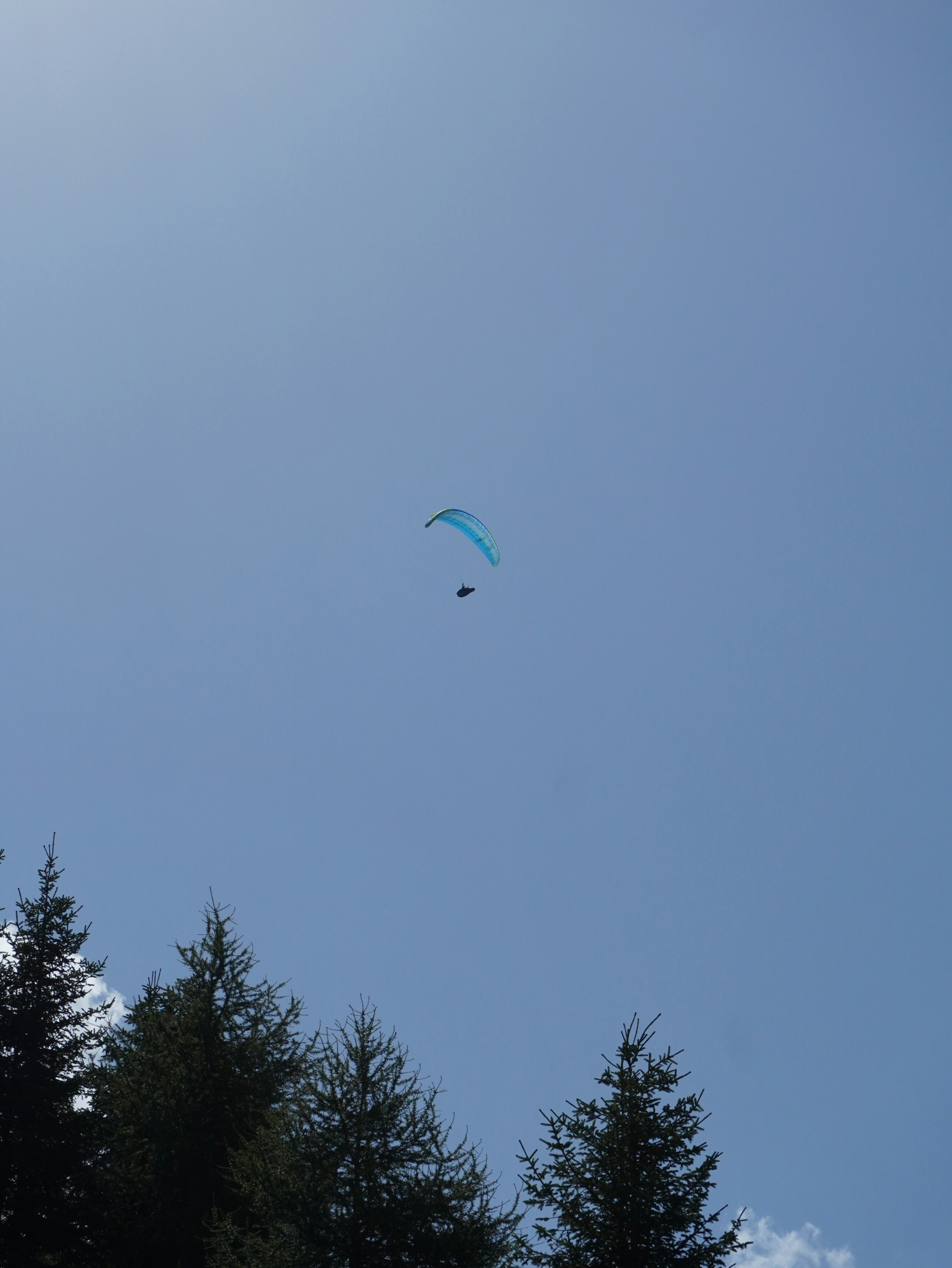 Blue Parachute Rider Soaring Above Pine Shore