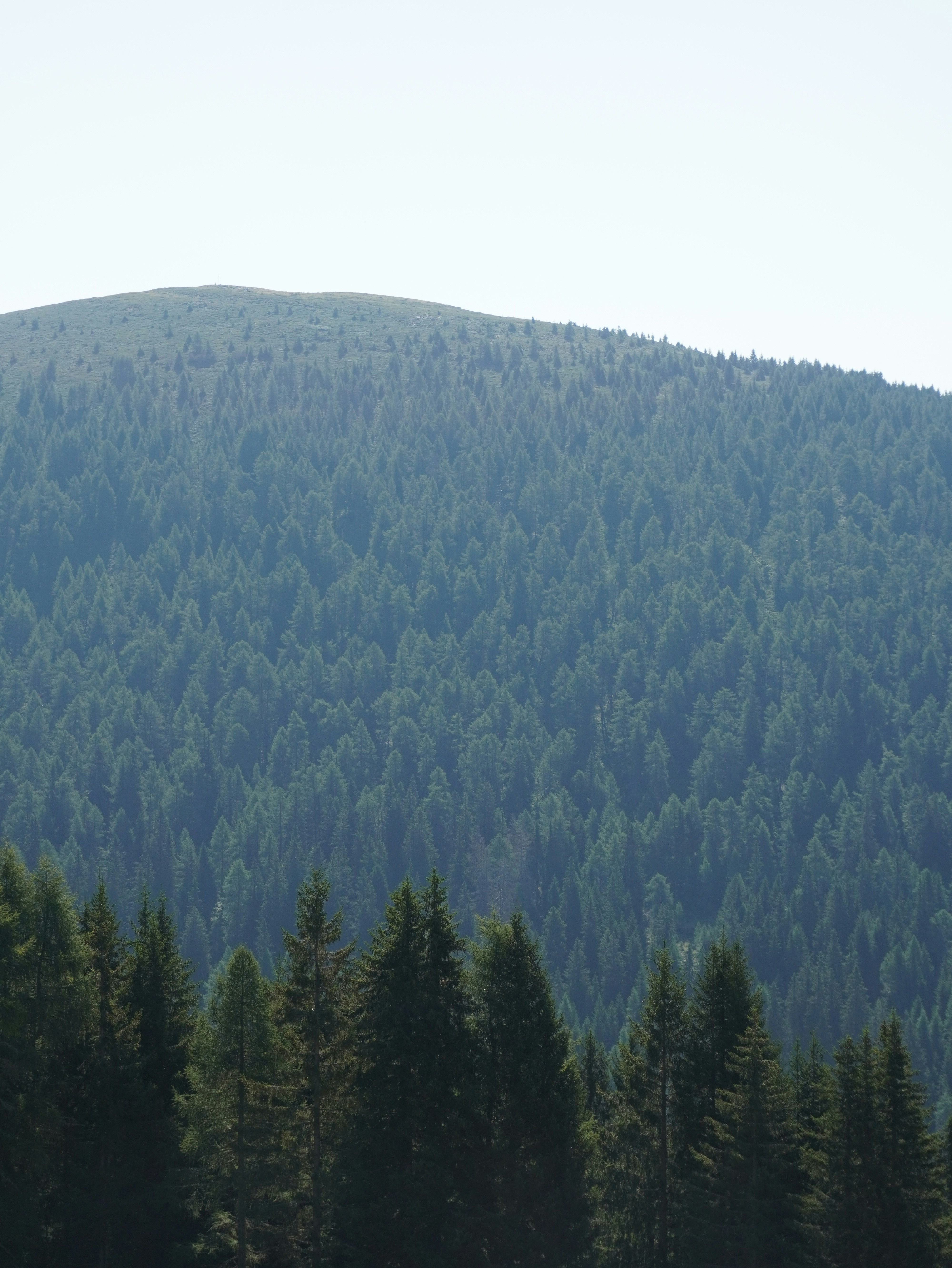 Misty Ridge: Coniferous Crest Amid Morning Light