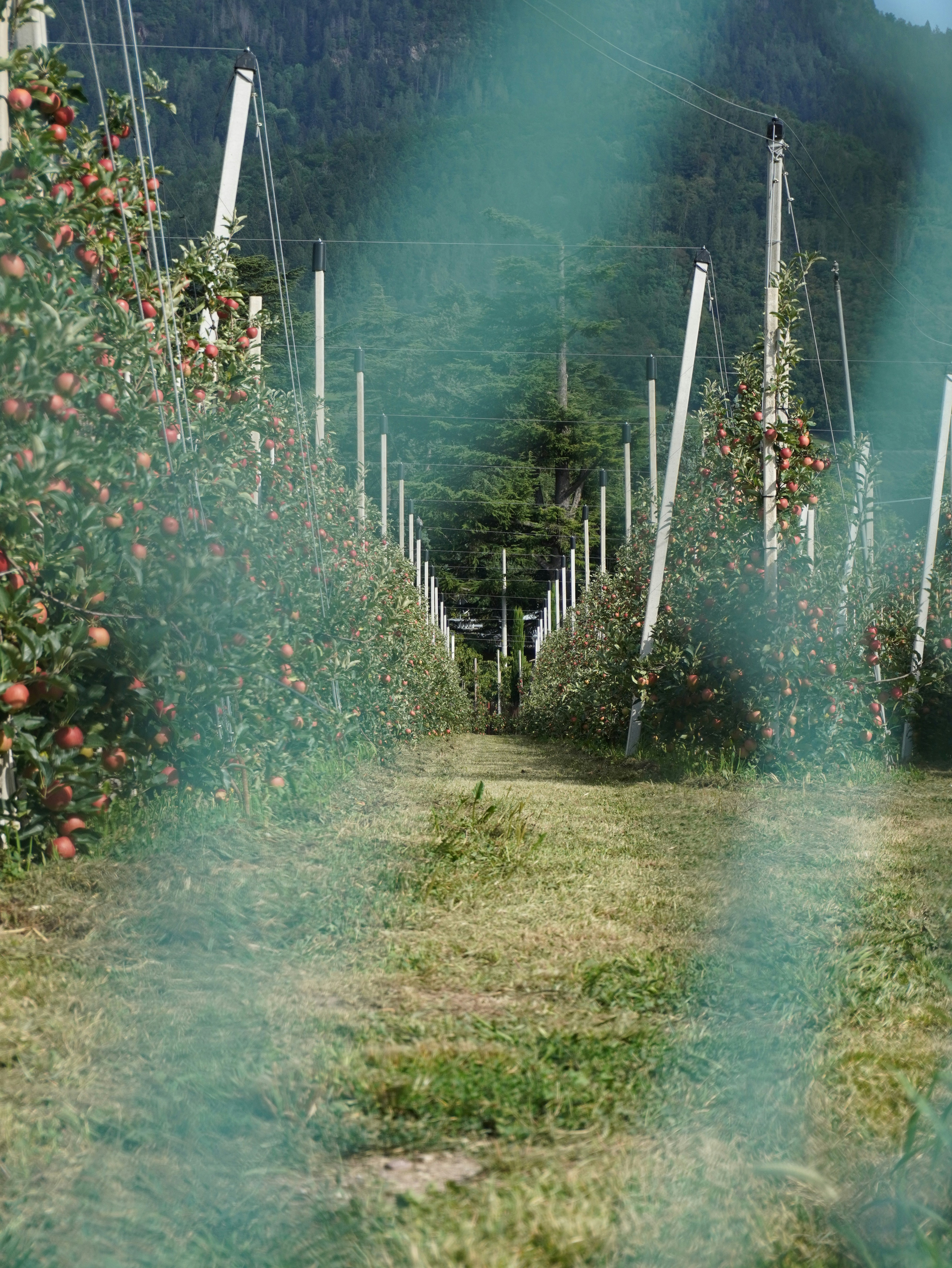 Through the Dappled Rows: An Orchard Corridor Framed by Green Veils