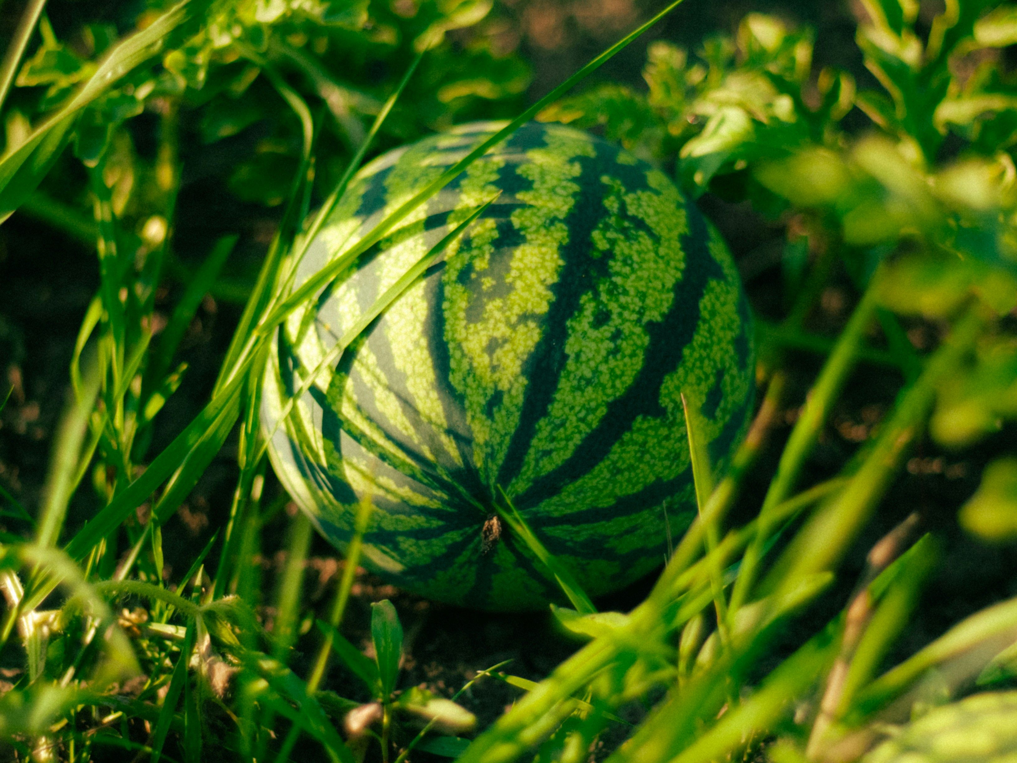 Hidden Green Orb: A Watermelon Nestled in Meadow Greenery