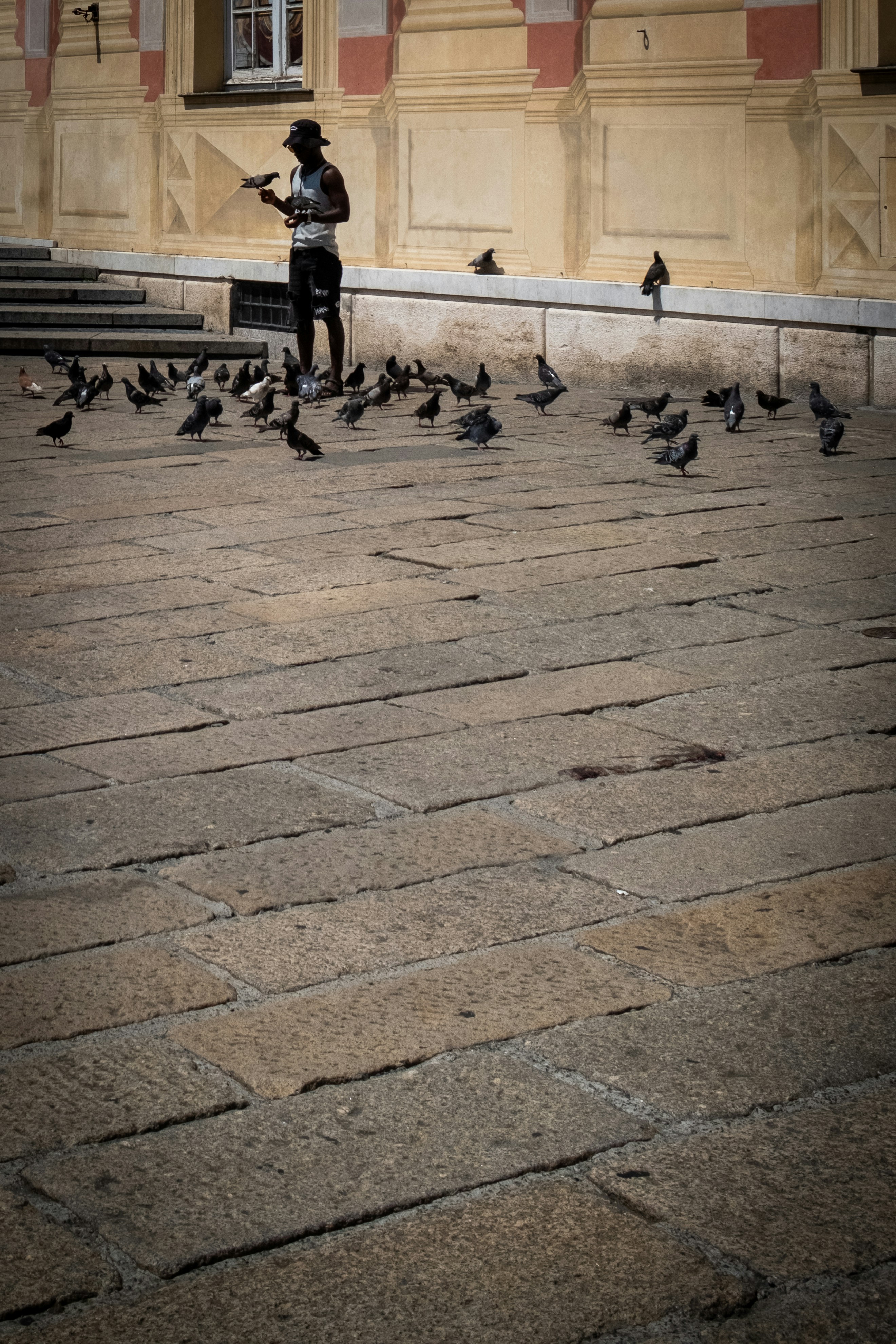 Pigeons, A Photographer, and Sunlit Courtyard Steps