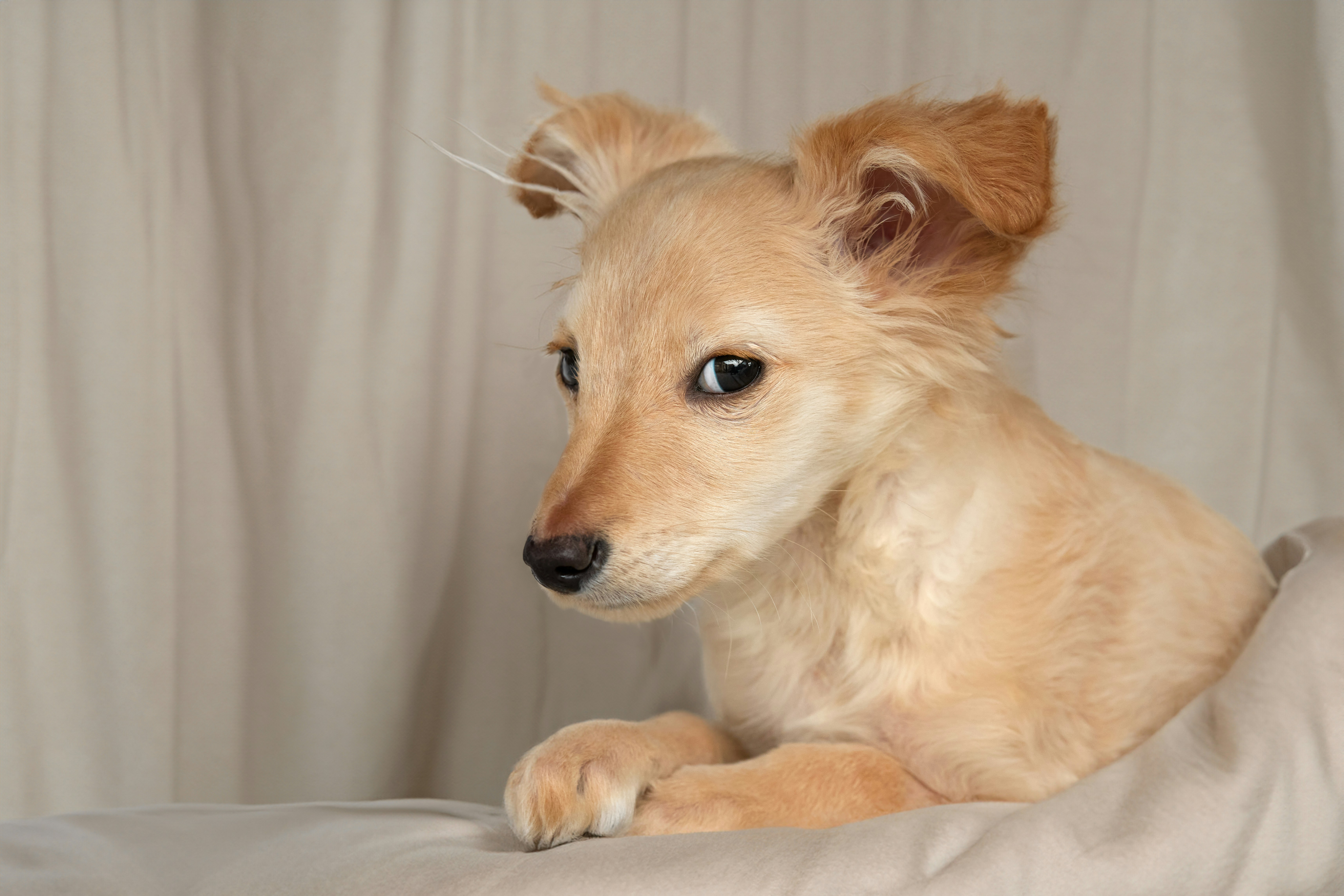 Soft-eyed Puppy at Rest on a Cream Cushion