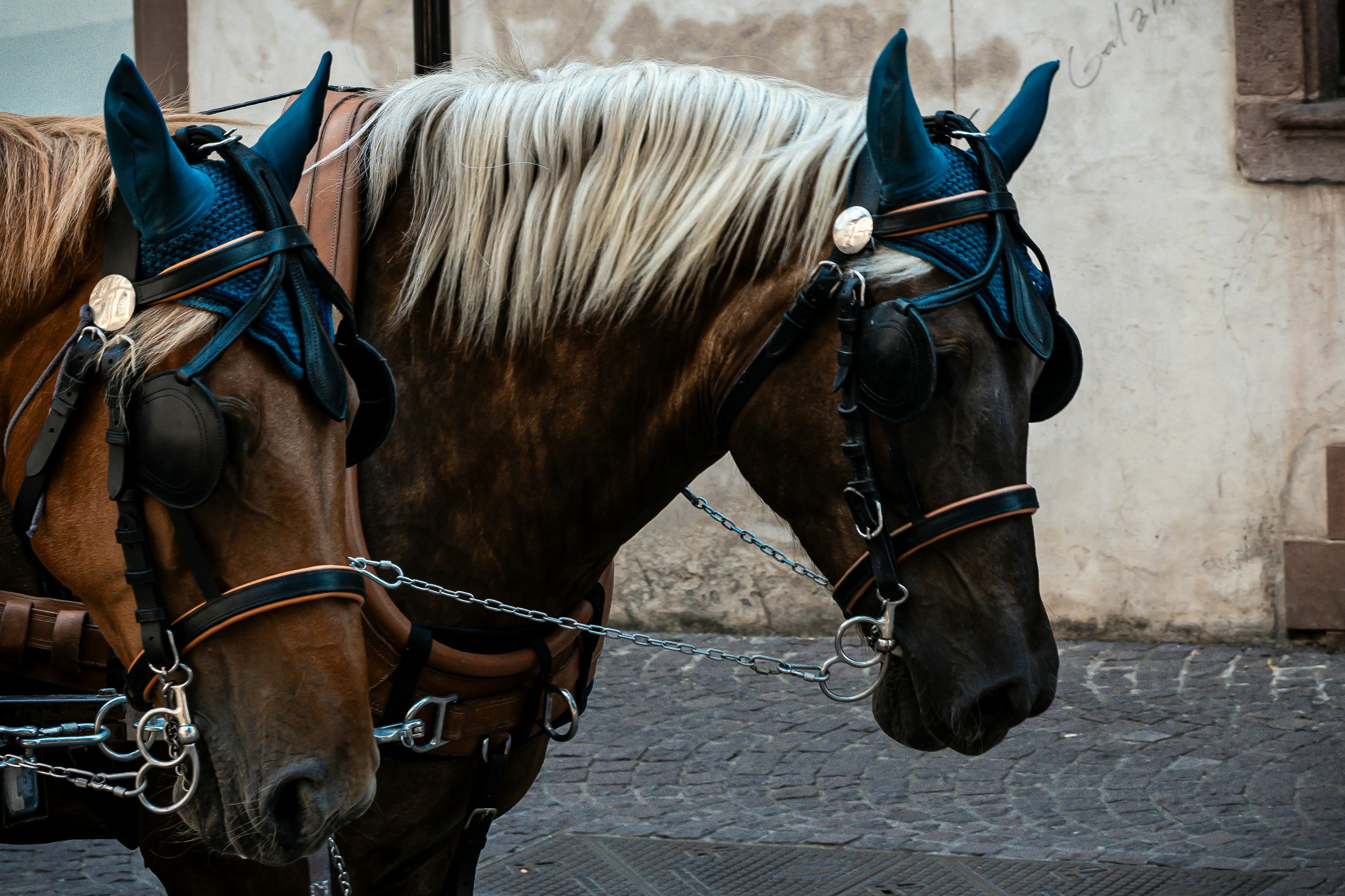Horses in Harness: Quiet Companions by Stony Wall