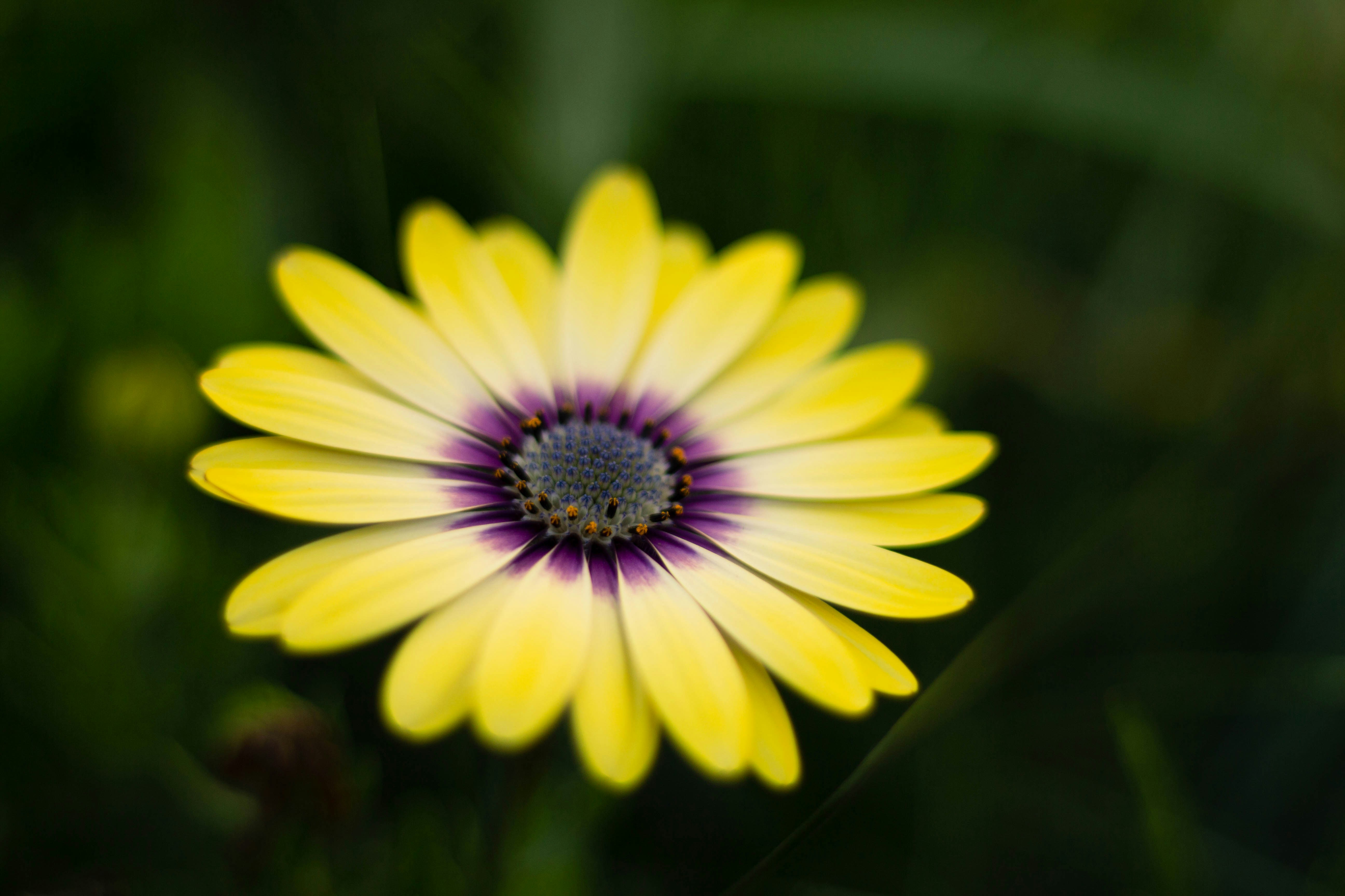 Sunlit Daisy in Focus: A Central Bloom Against a Blurred Green Backdrop
