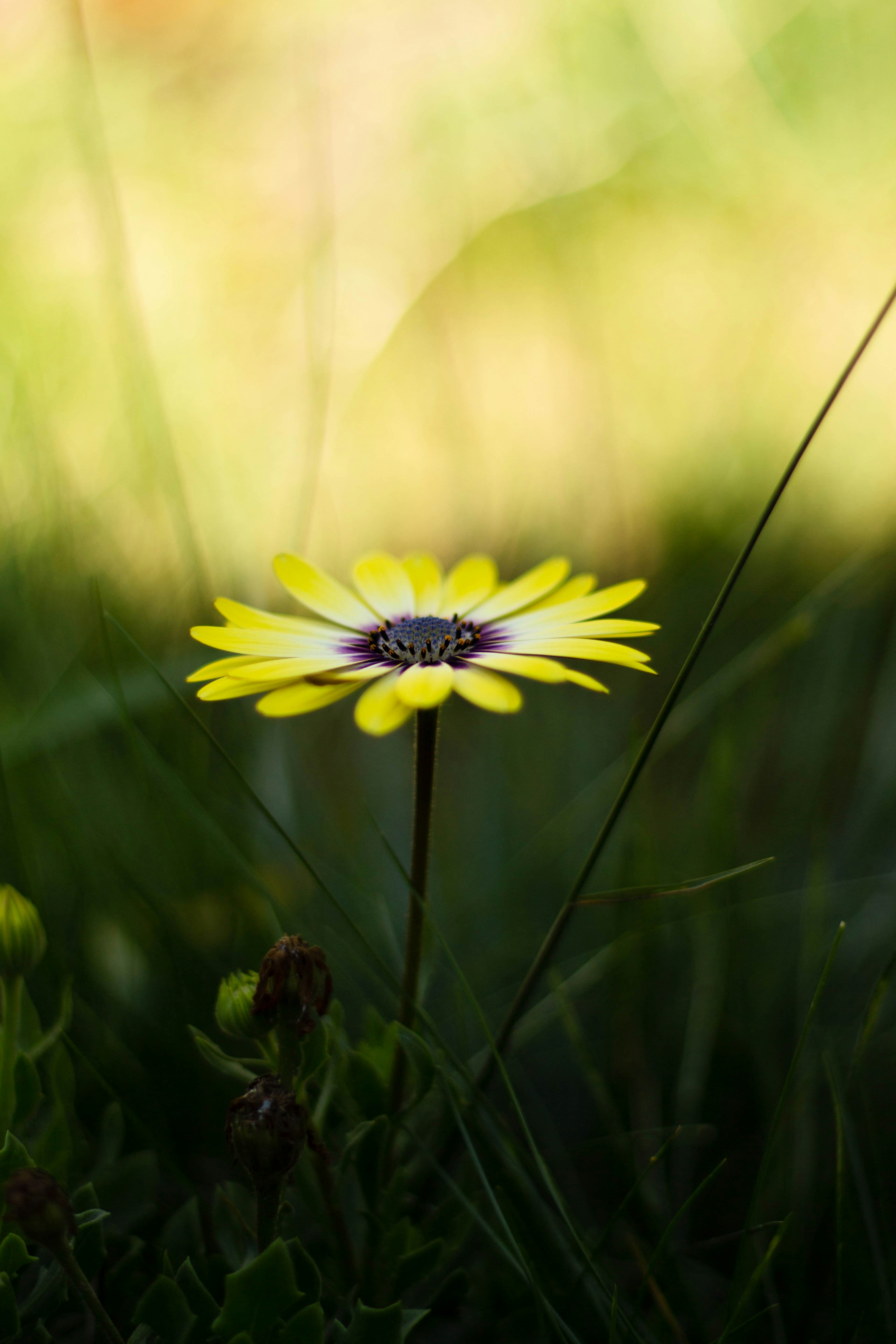 Solitary Daisy: Sunlit Crown Beneath Quiet Grass