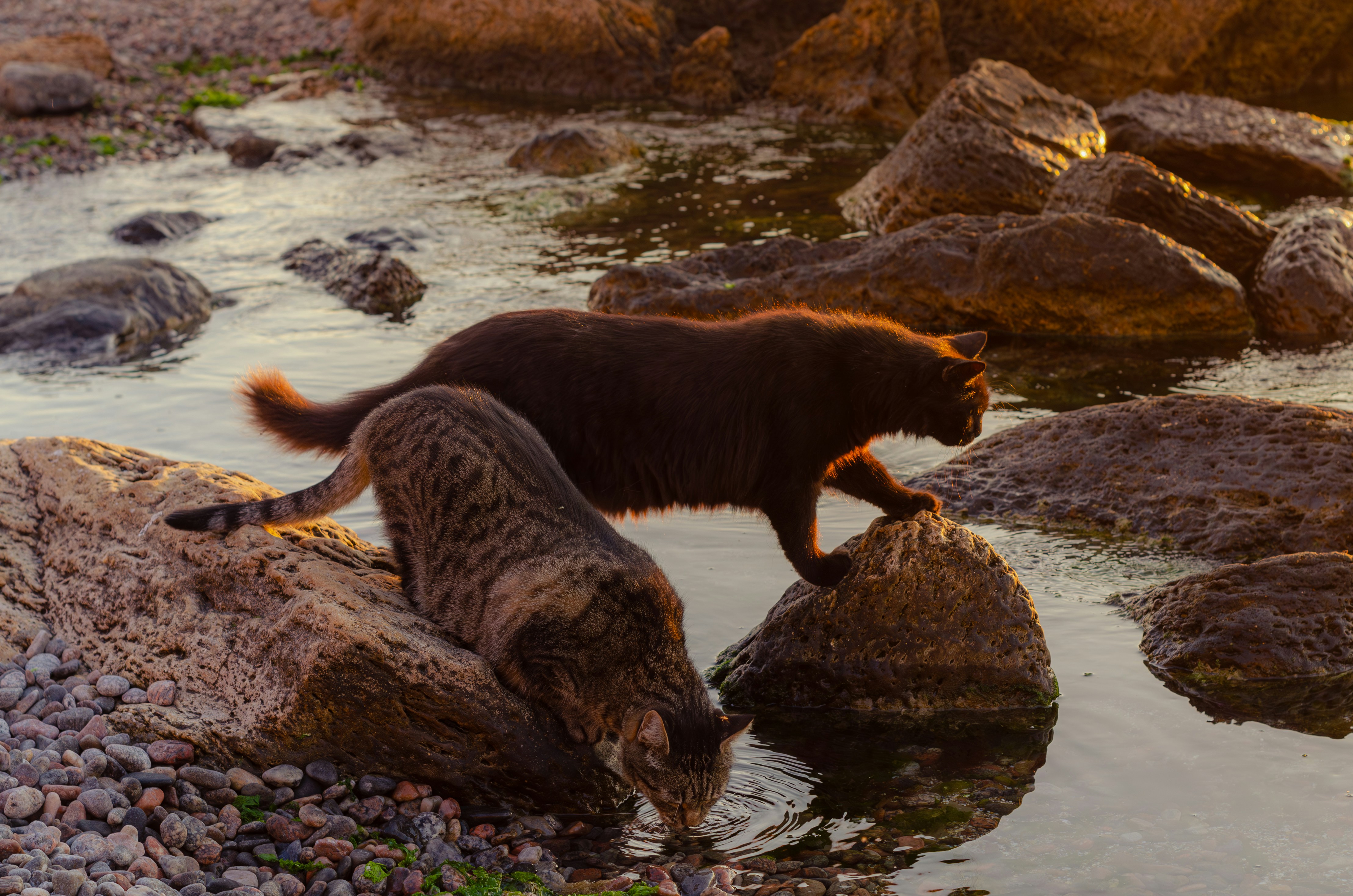 Two Cats on the Riverbank: Balanced Steps Between Rock and Tide