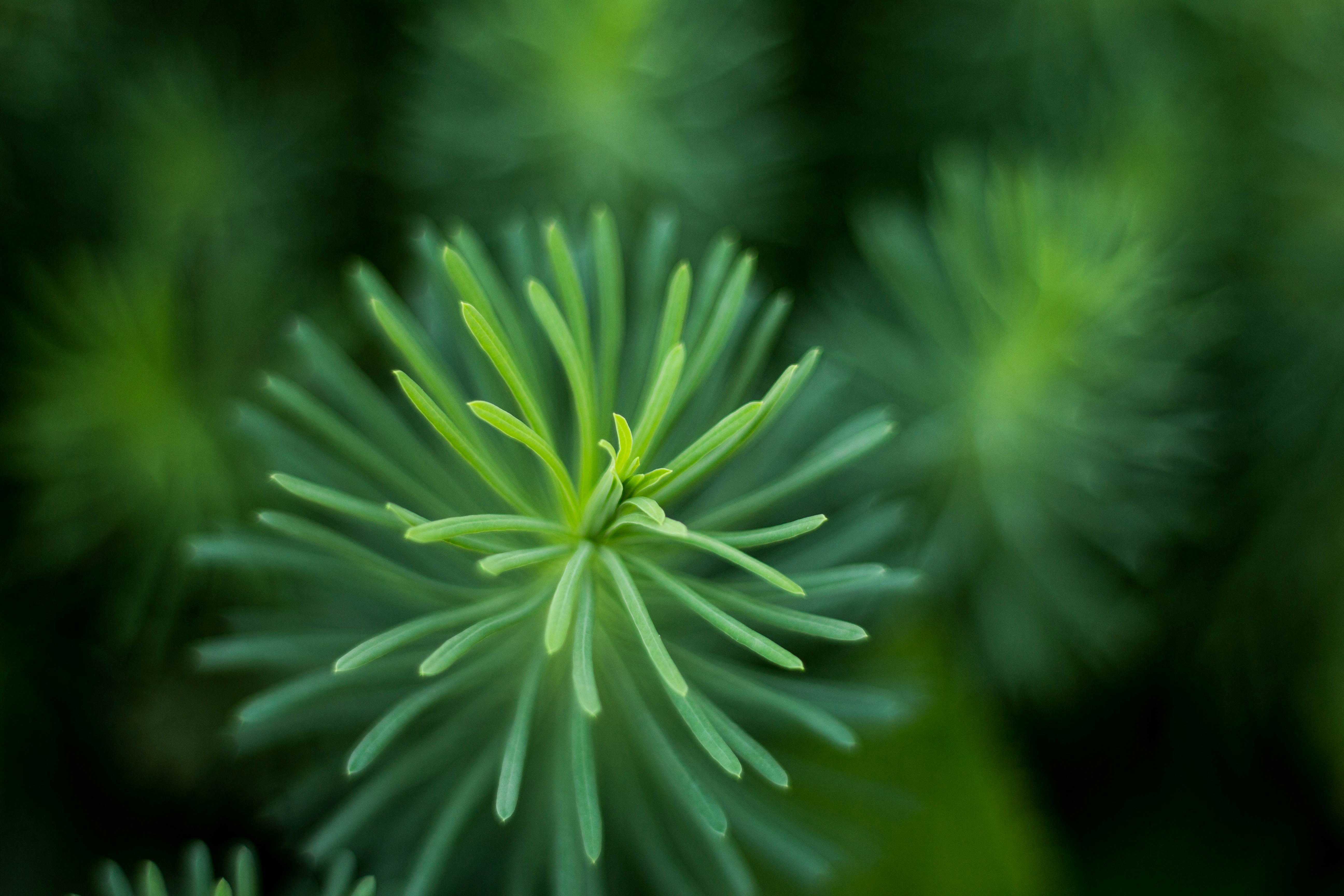 Emerald Sprouts: A Close-Up of Needle-Like Fern Projections Reaching for Light