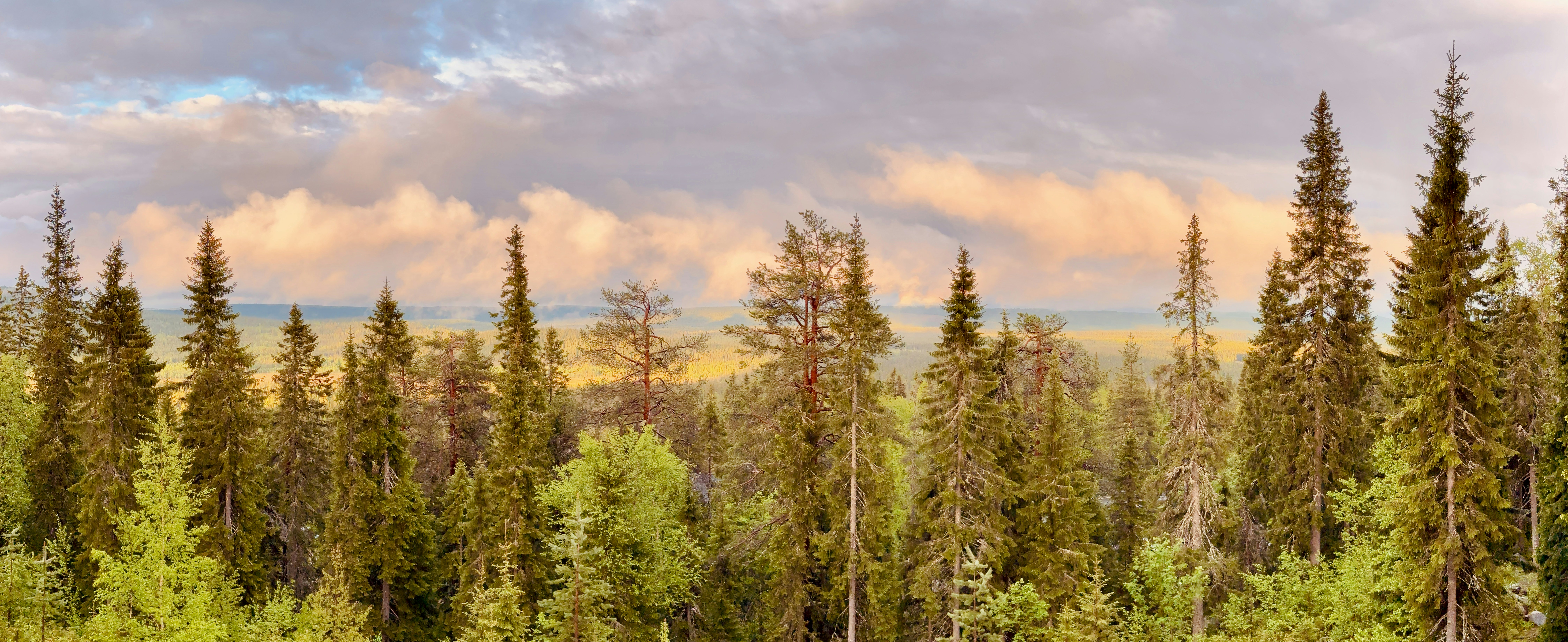 Sunlit Pines Over a Distant Lake: A Panoramic Woodland Vista