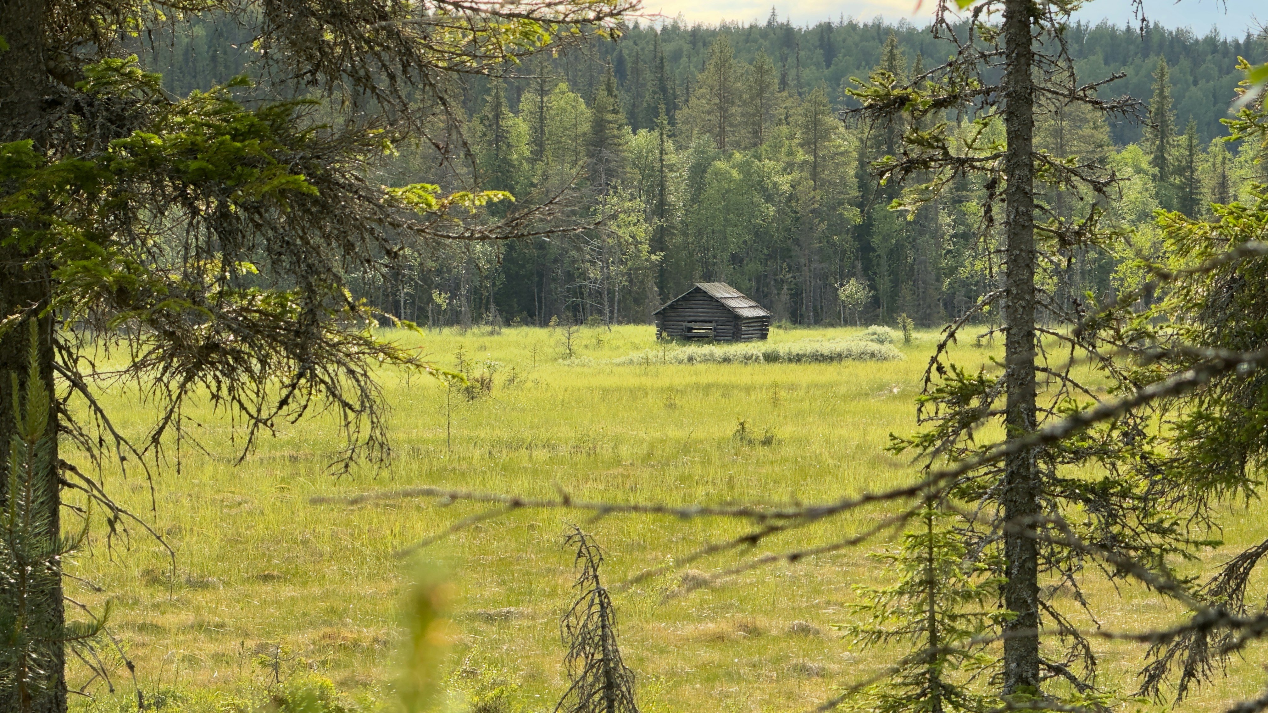 Sunlit Clearing and Aged Cabin in a Meadow