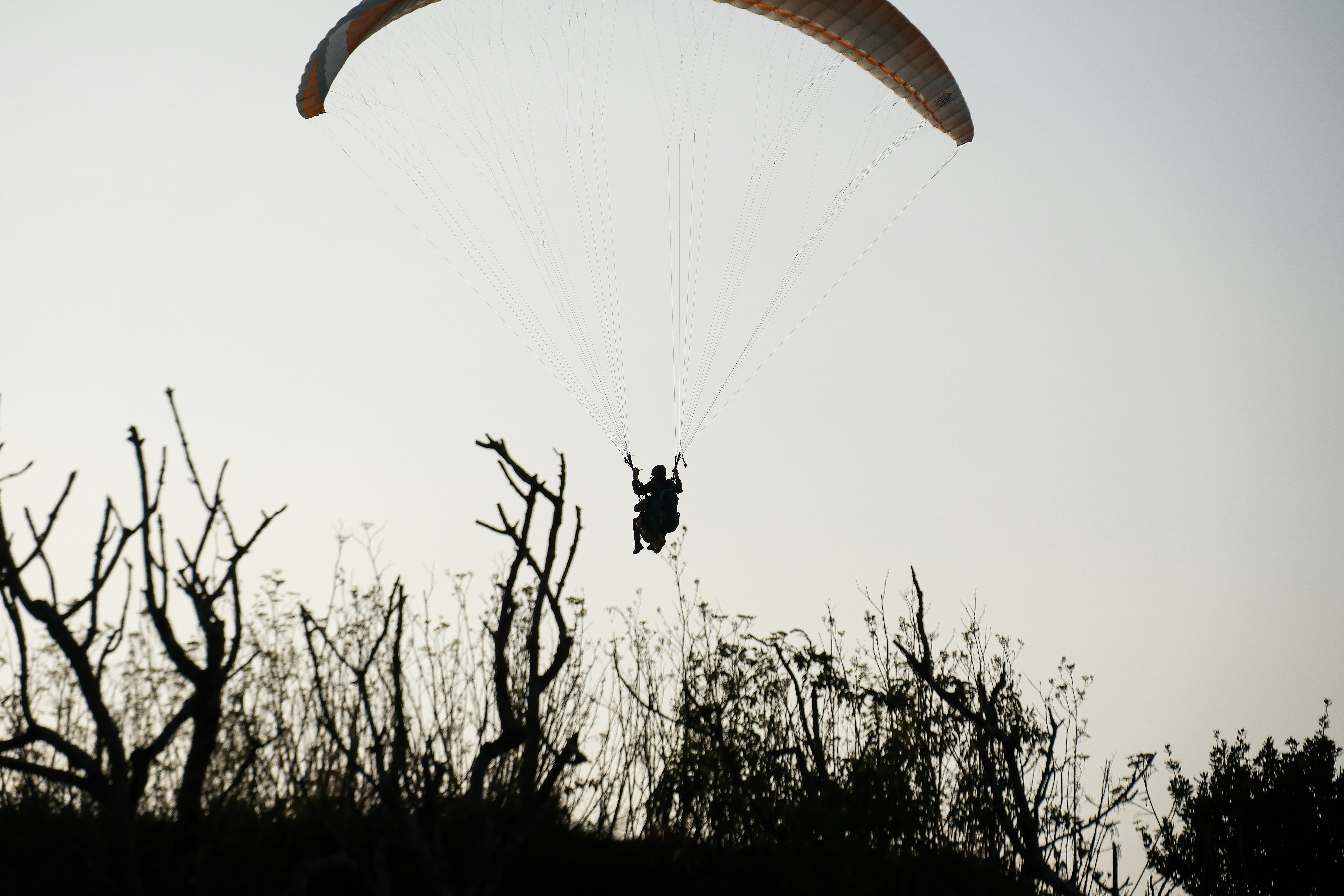 Silhouette Glide: Paraglider Above the Winter Forest