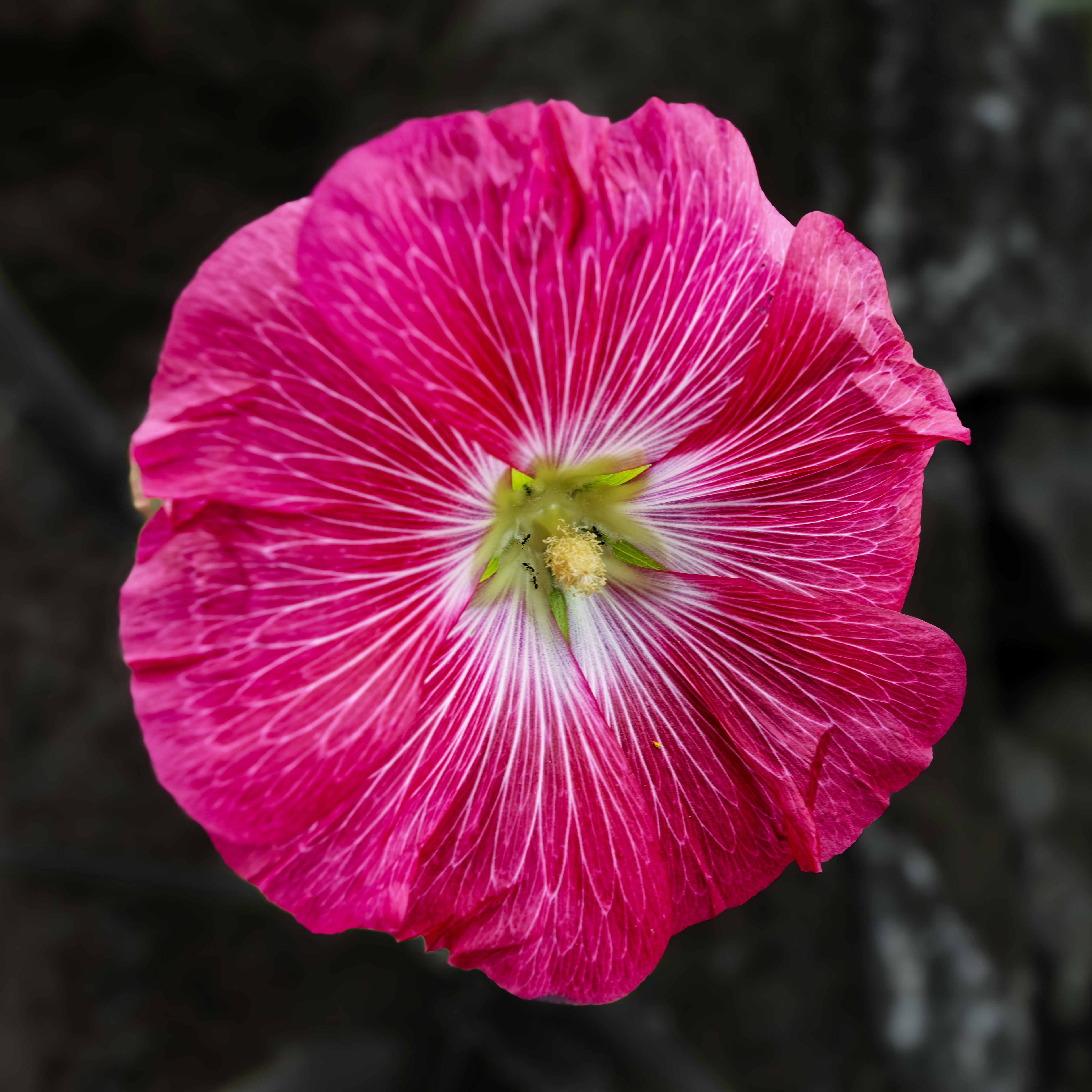 Crimson Petals: A Close-Up Bloom Centered in Vivid Texture
