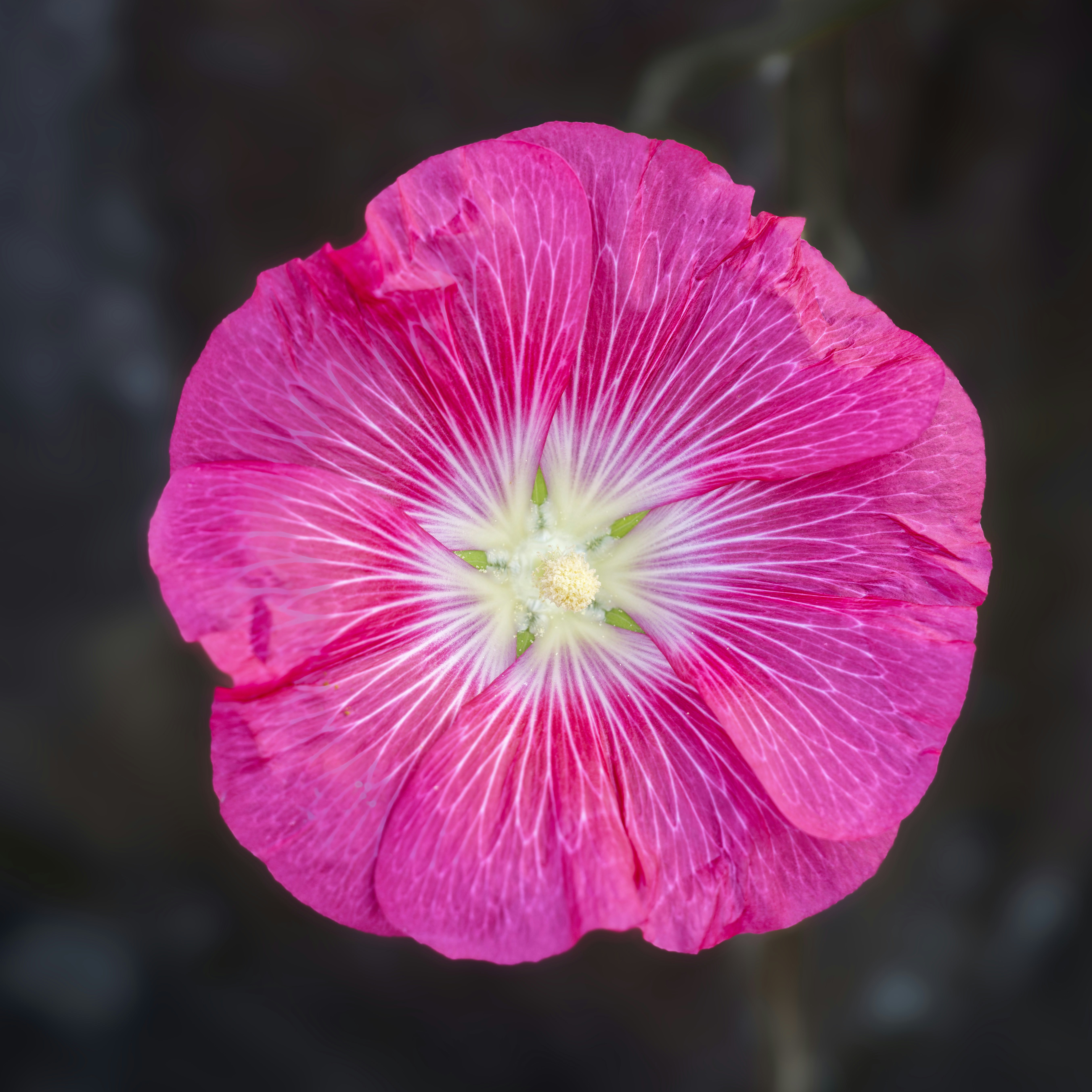 Radiant Pink Petal: Center-Stage Bloom with Delicate Veins