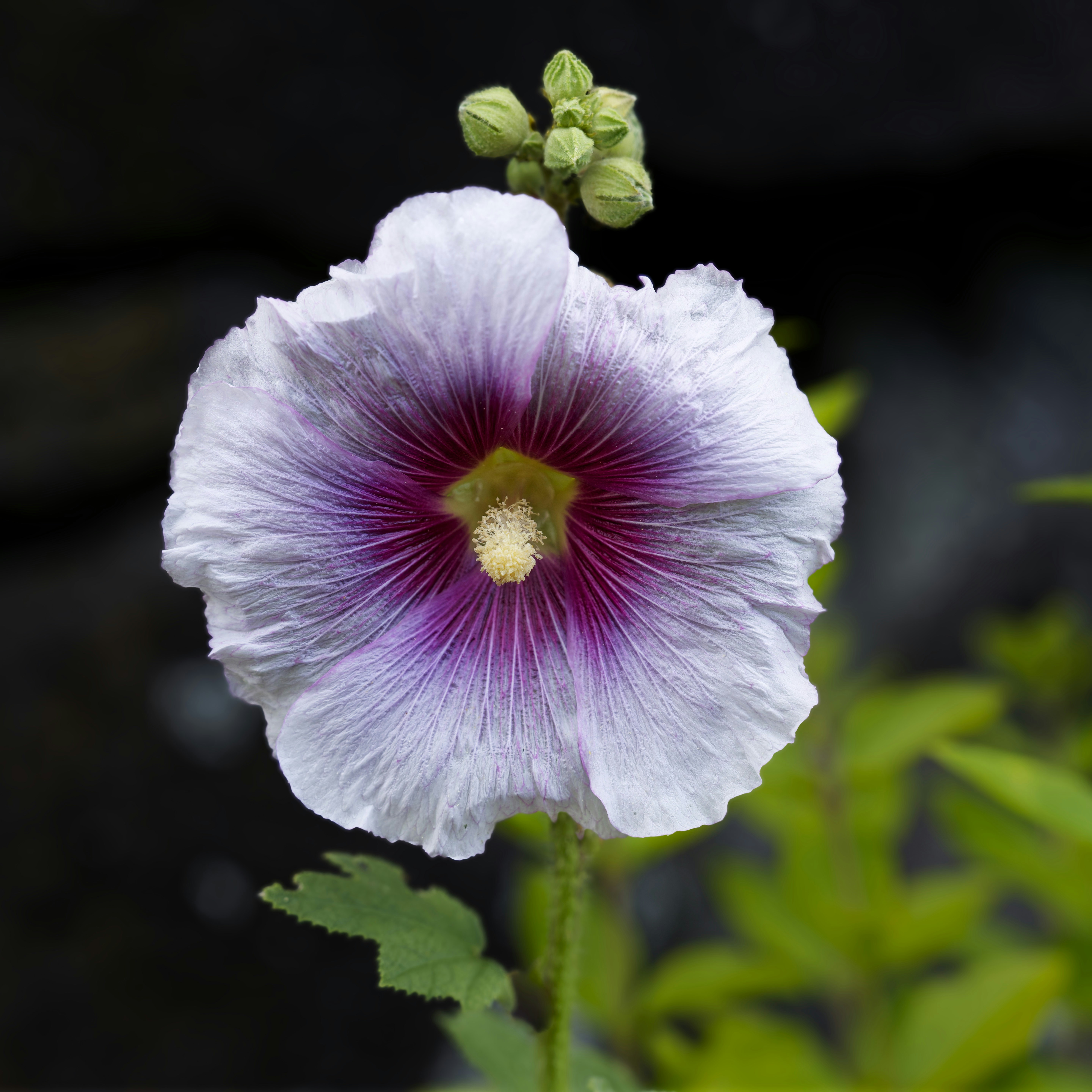 Center Stage Hibiscus: Soft Petals Meet Sunlit Velvet Center