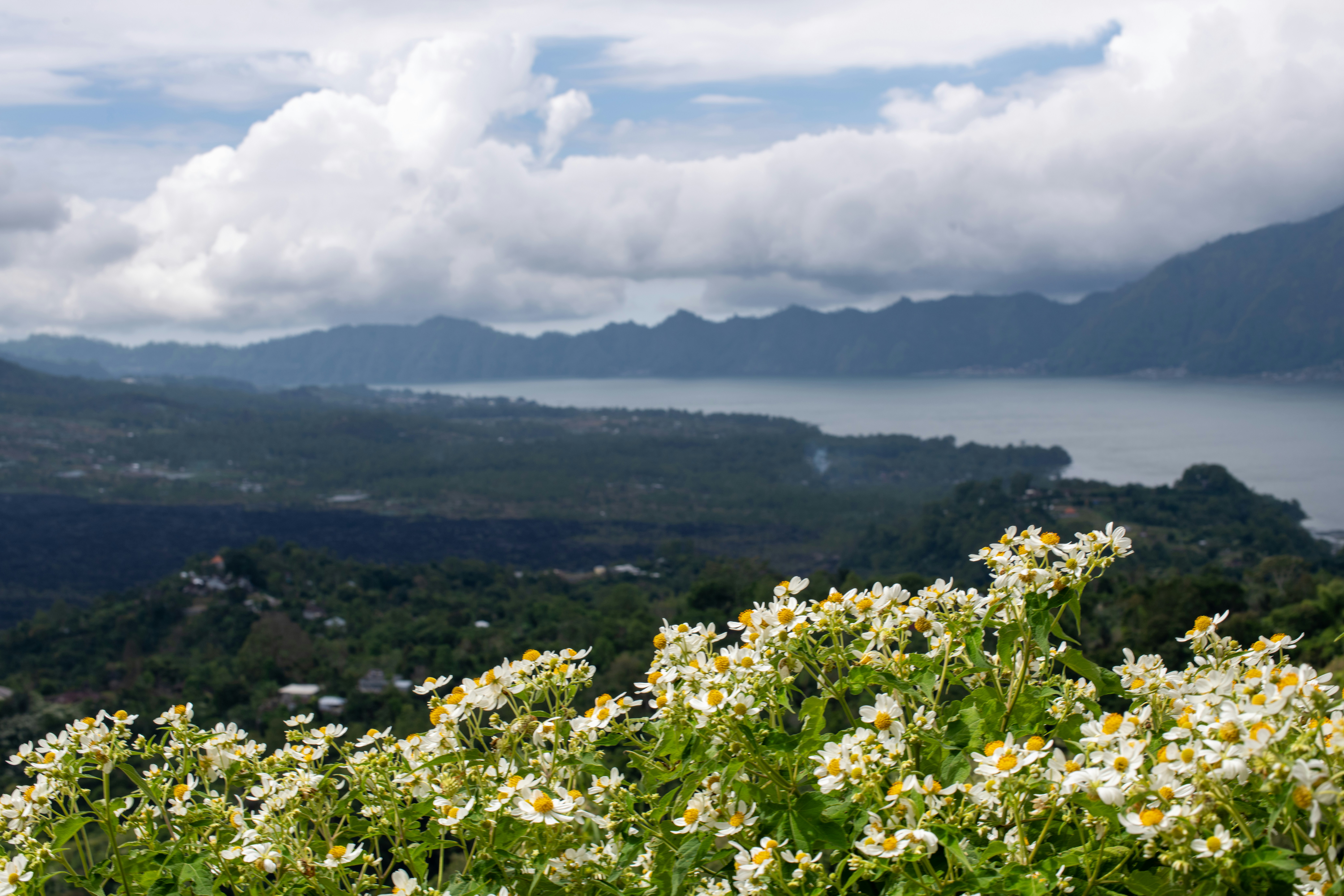 Field of daisies overlooking a lakeside valley