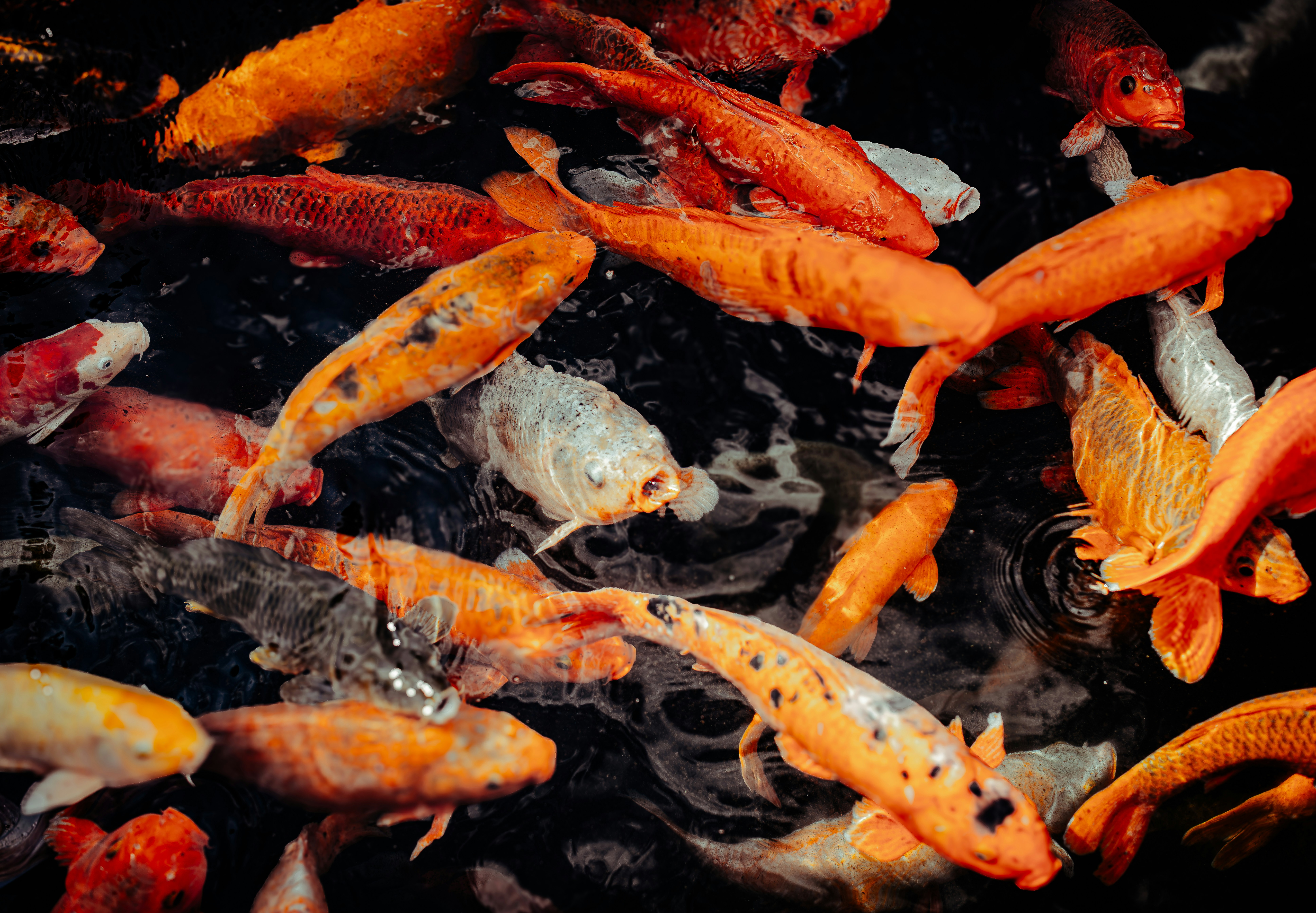 Koi Flock in Deep Caramel Waters