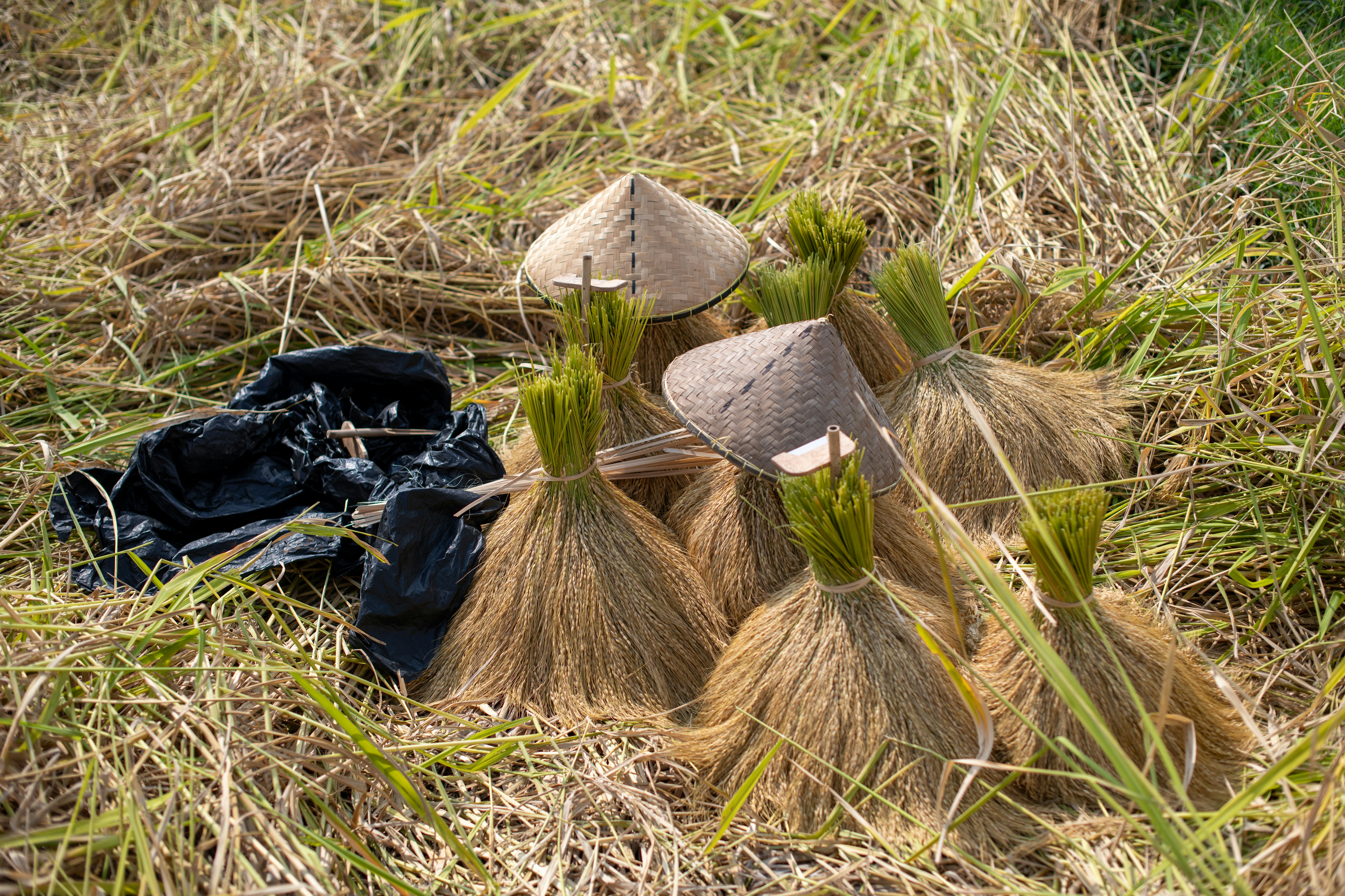 Harvested Field: Conical Straw Hats and Bundles Amid Stalks